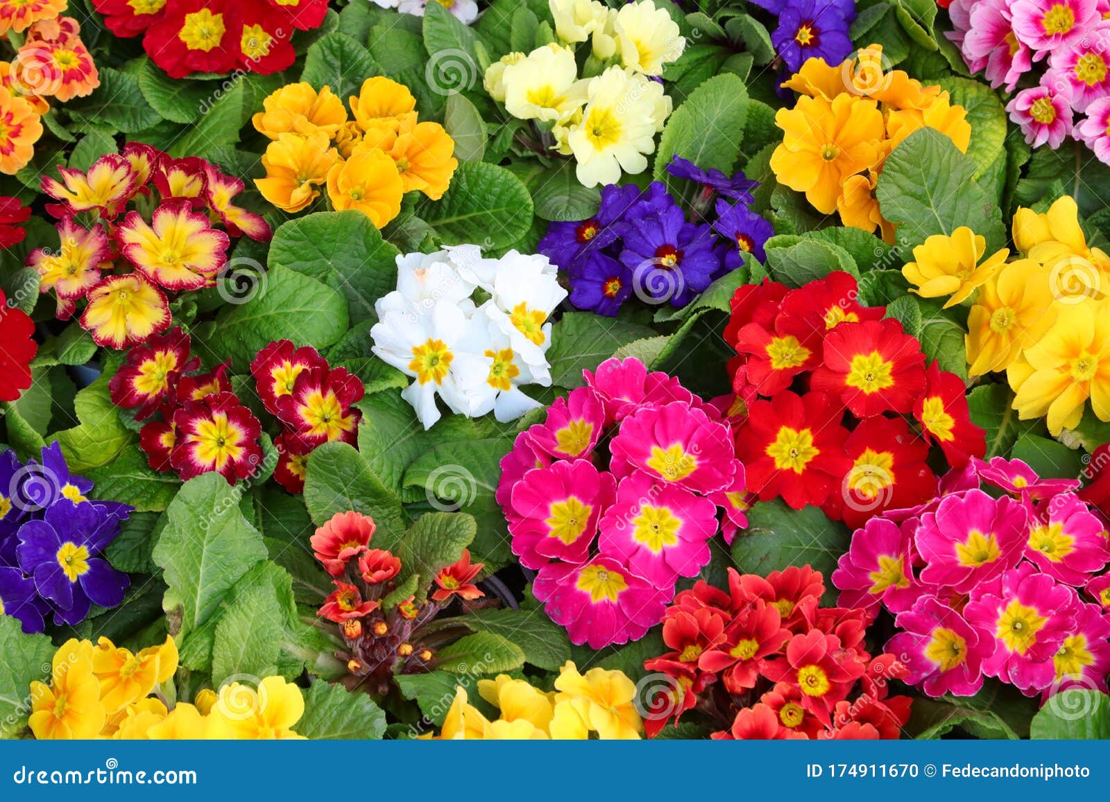 Dutch Nursery Of Exclusive Shaped Espaliered Decorative Trees ...
