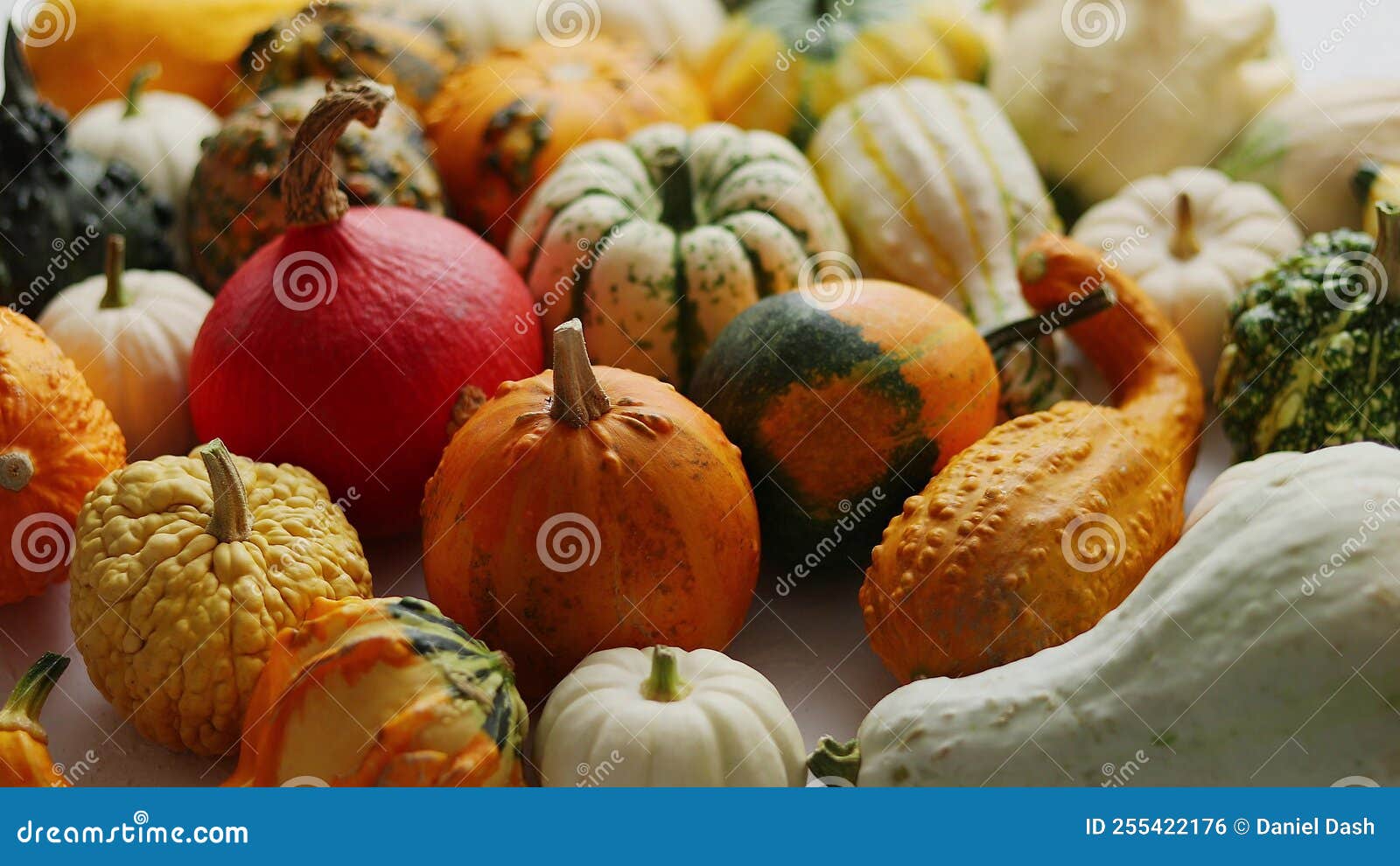 Colored Pumpkins in Different Varieties and Kinds Placed on the Table ...