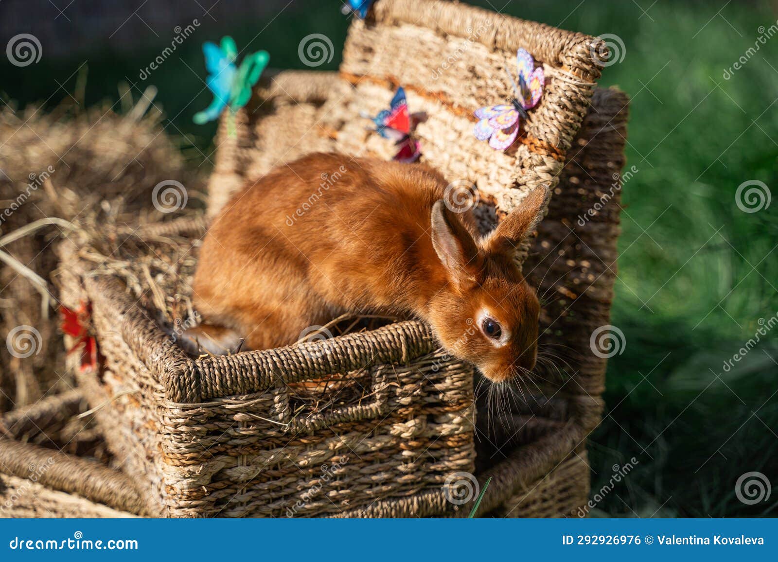 Colored Rabbit with a Color Like a Squirrel Sitting on a Wicker Basket ...