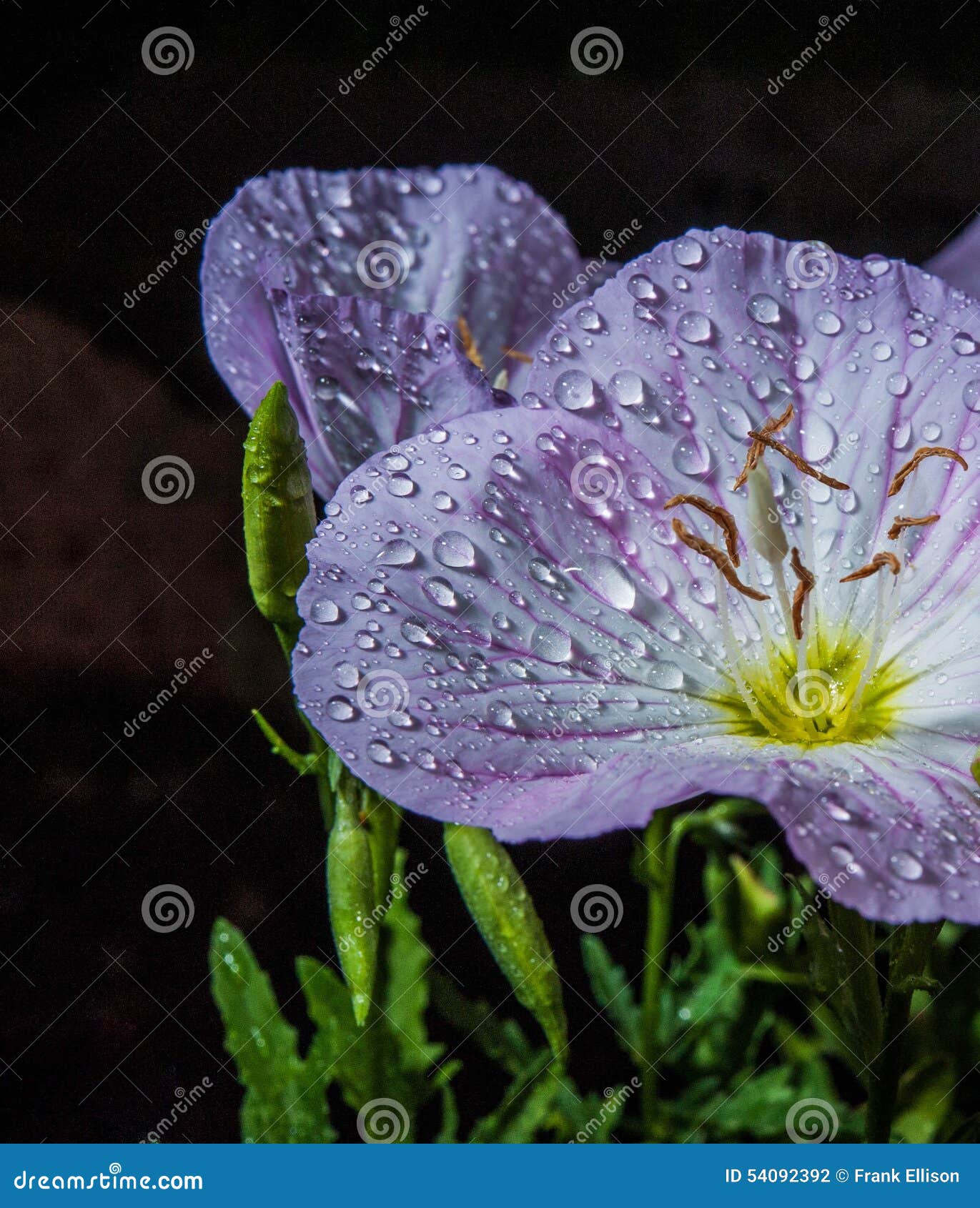 Colored rain stock photo. Image of water, rain, shade - 54092392