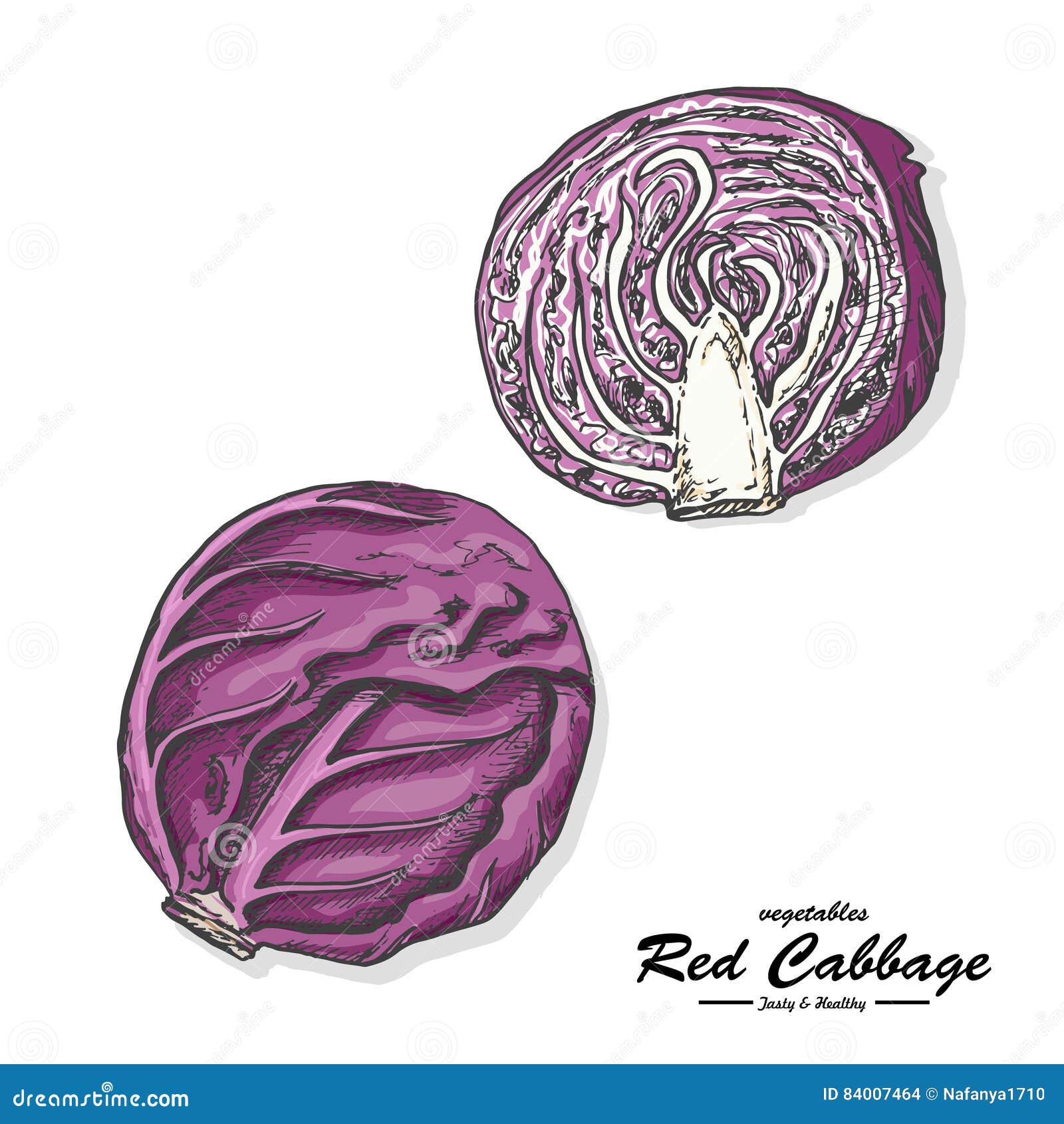 Colored Red Cabbage in Sketch Style Stock Vector - Illustration of ...