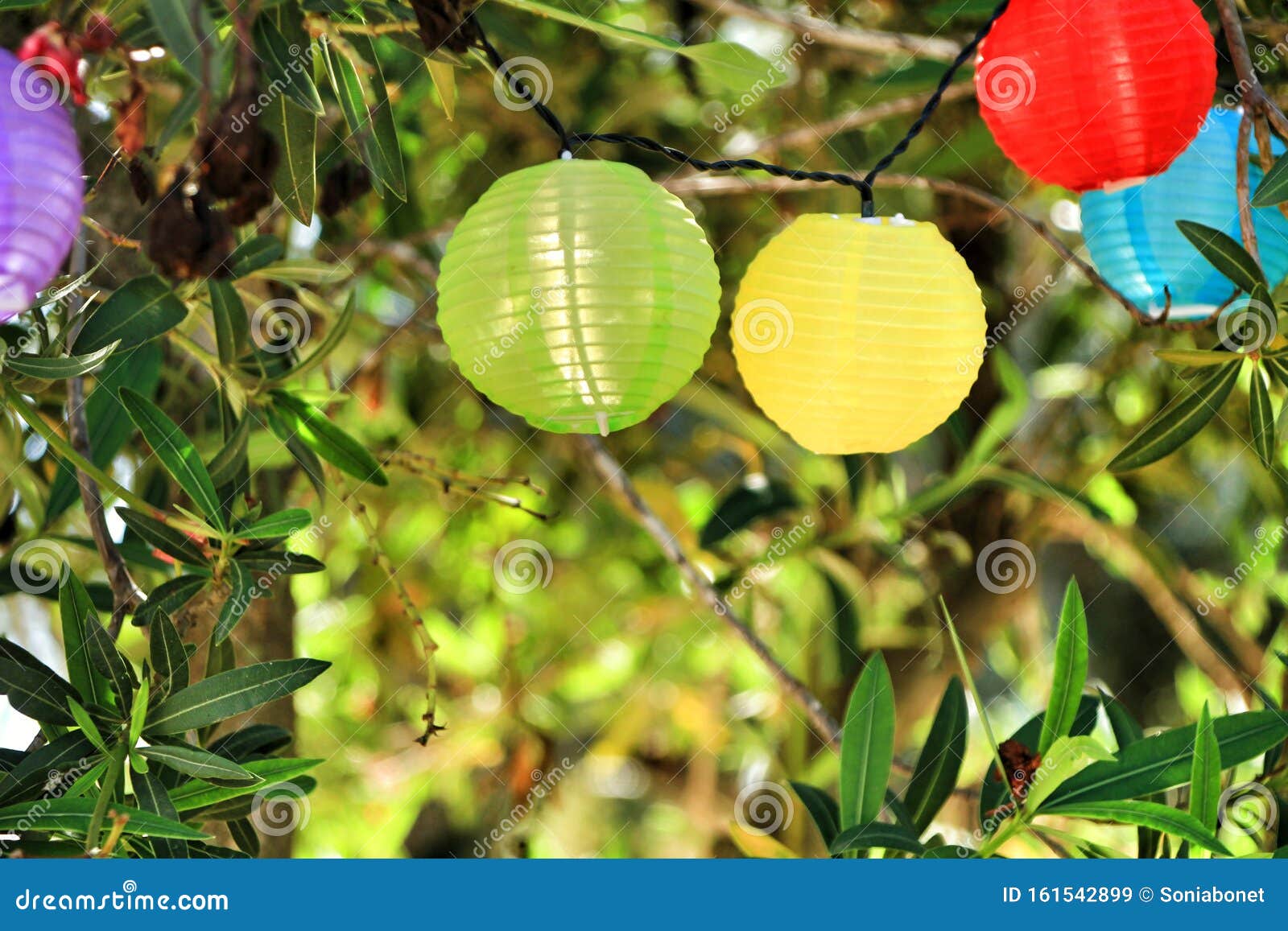 Colored Round Lanterns Hanging on a Tree Stock Image - Image of light ...