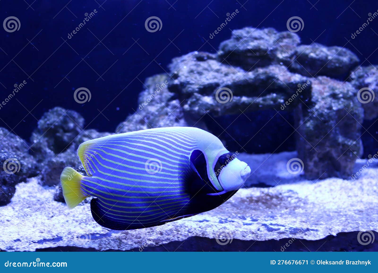 Colored Saltfish in an Illuminated Aquarium Stock Image - Image of ...