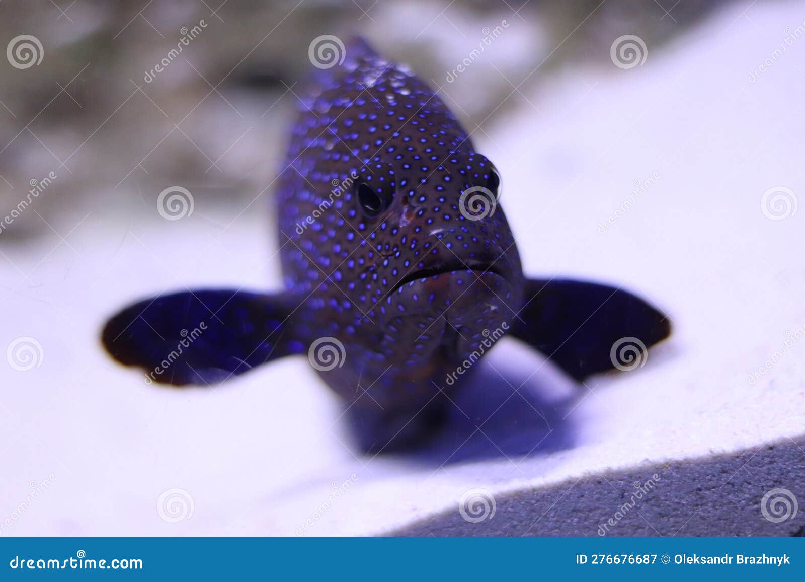 Colored Saltfish in an Illuminated Aquarium Stock Image - Image of ...