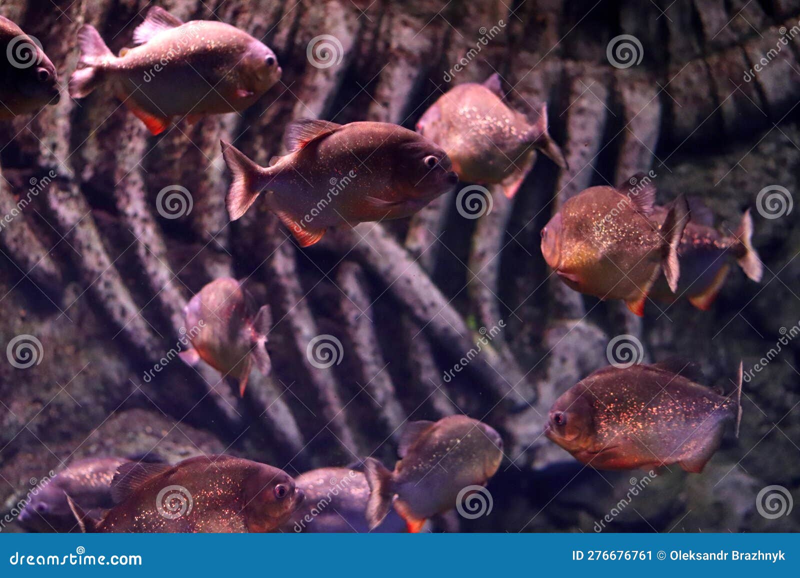 Colored Saltfish in an Illuminated Aquarium Stock Image - Image of ...