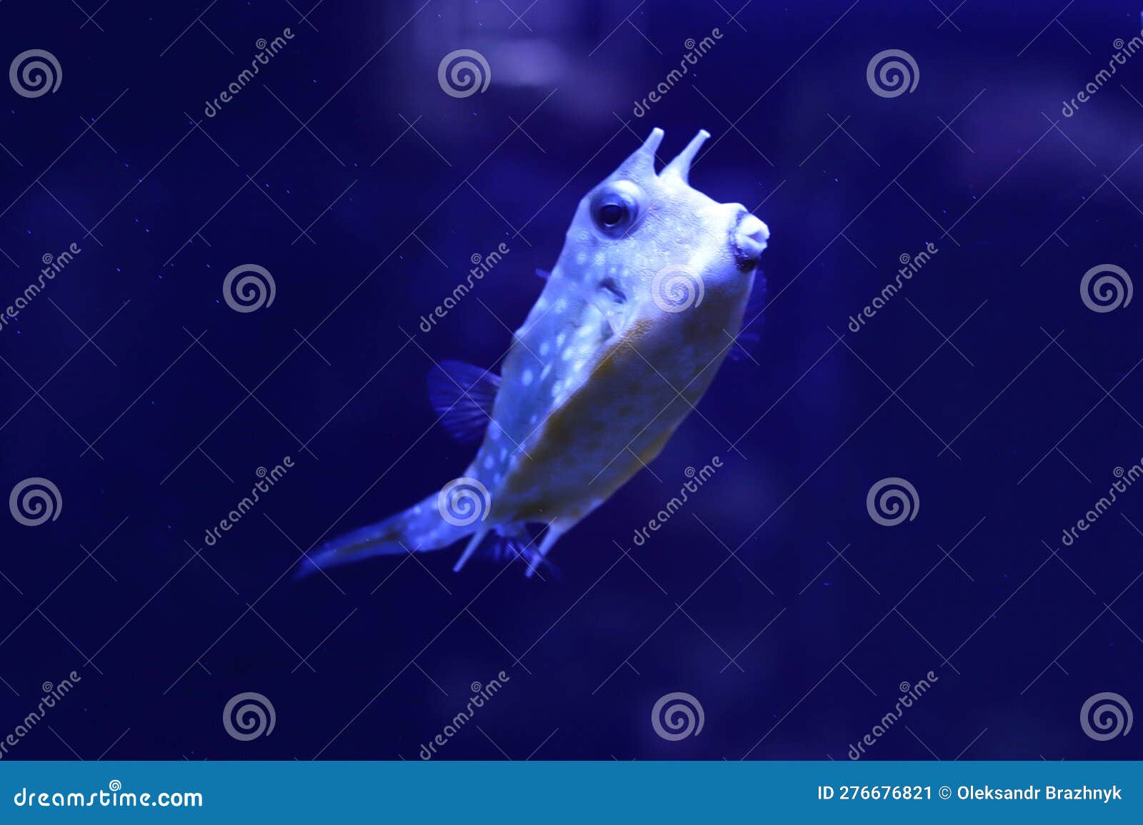 Colored Saltfish in an Illuminated Aquarium Stock Image - Image of ...
