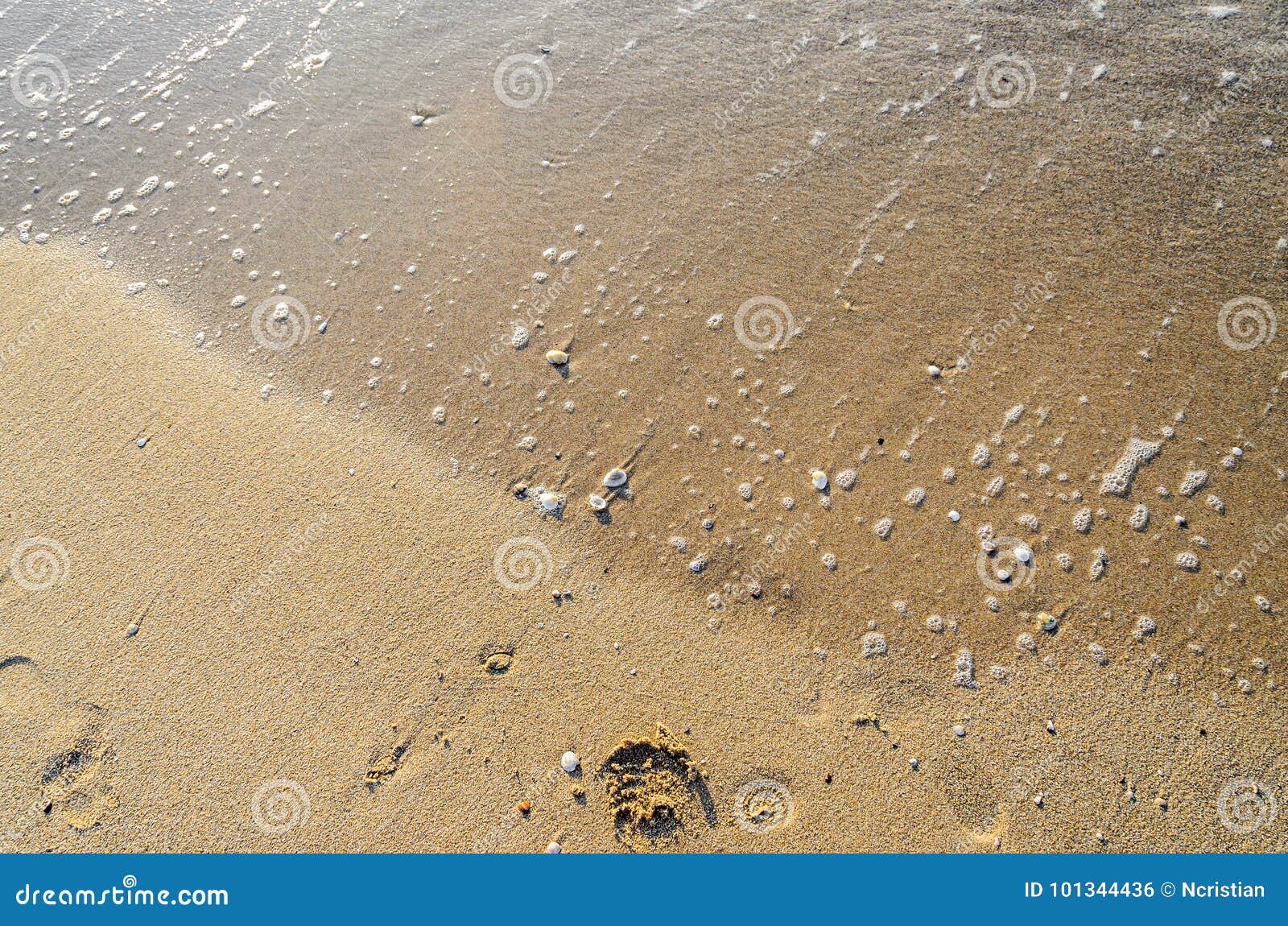 Colored Sea Shell Standing in the Golden Beach Sand, Close Up Stock ...