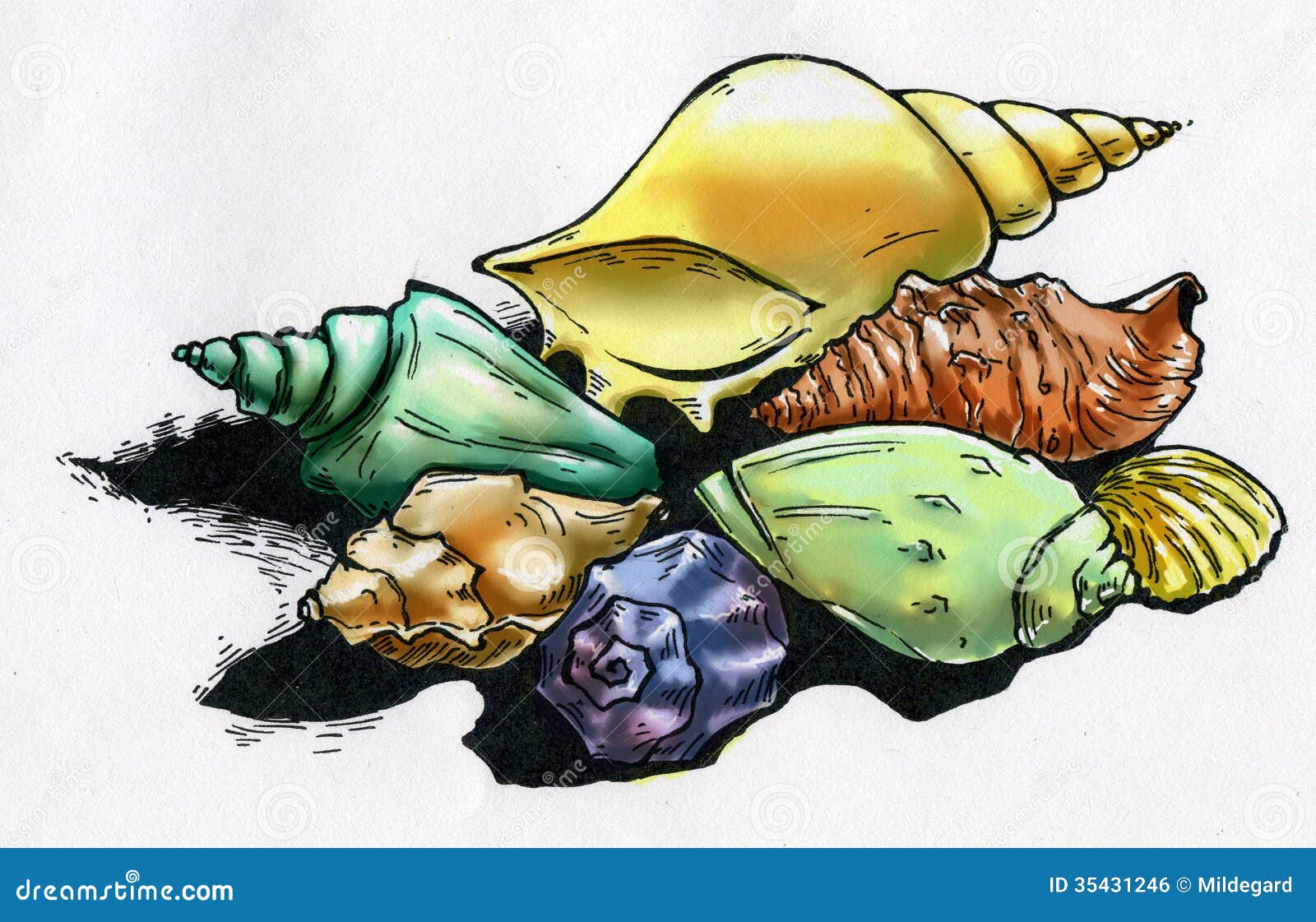 Sea Shell Cones Stock Illustrations – 15 Sea Shell Cones Stock ...