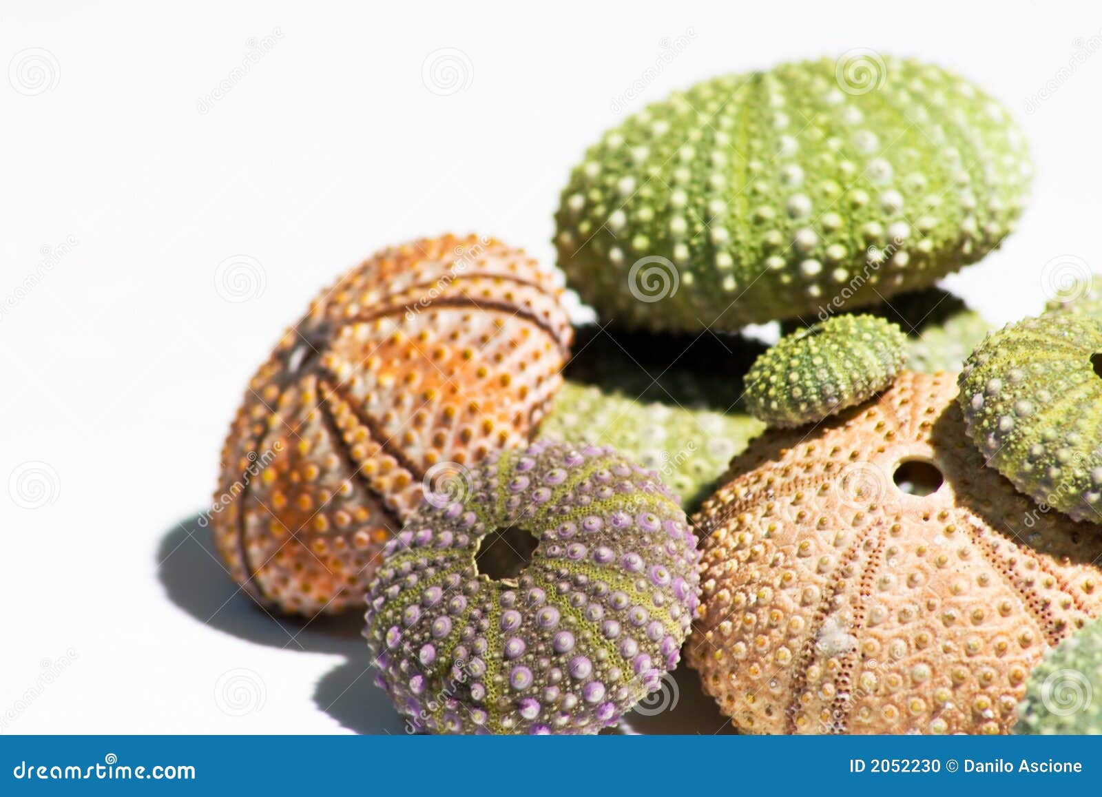 Colored Sea-Urchin S Shells Stock Photo - Image of nature, shadow: 2052230