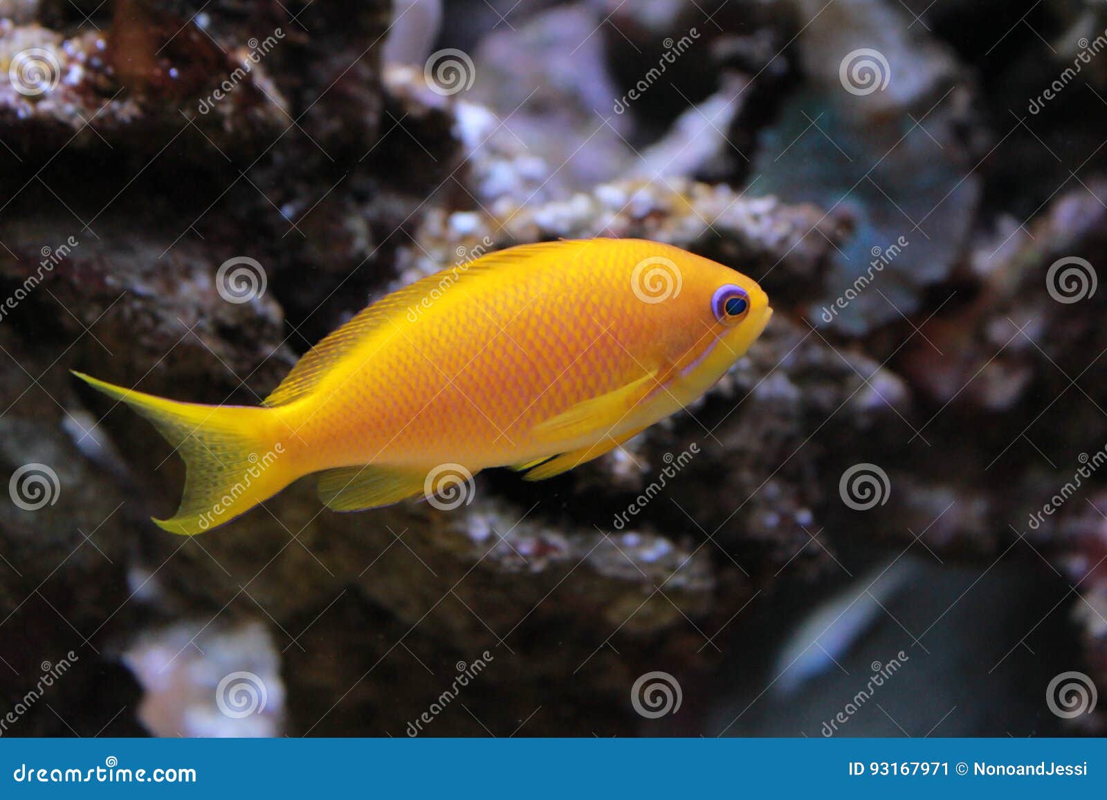 Colored seabed fish stock image. Image of cichlids, bottom - 93167971
