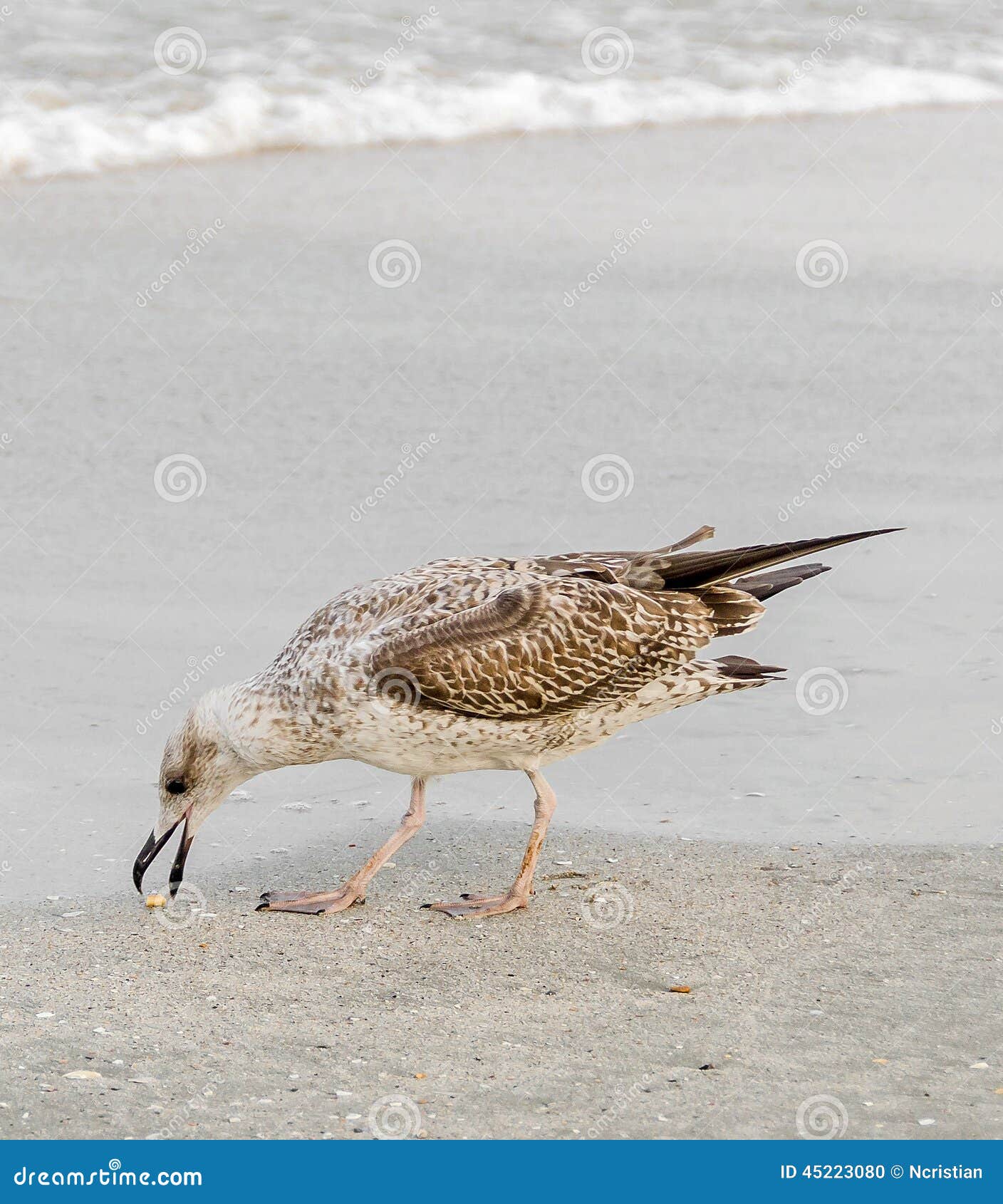 Colored Seagull Bird on a Sand Beach Stock Photo - Image of wildlife ...
