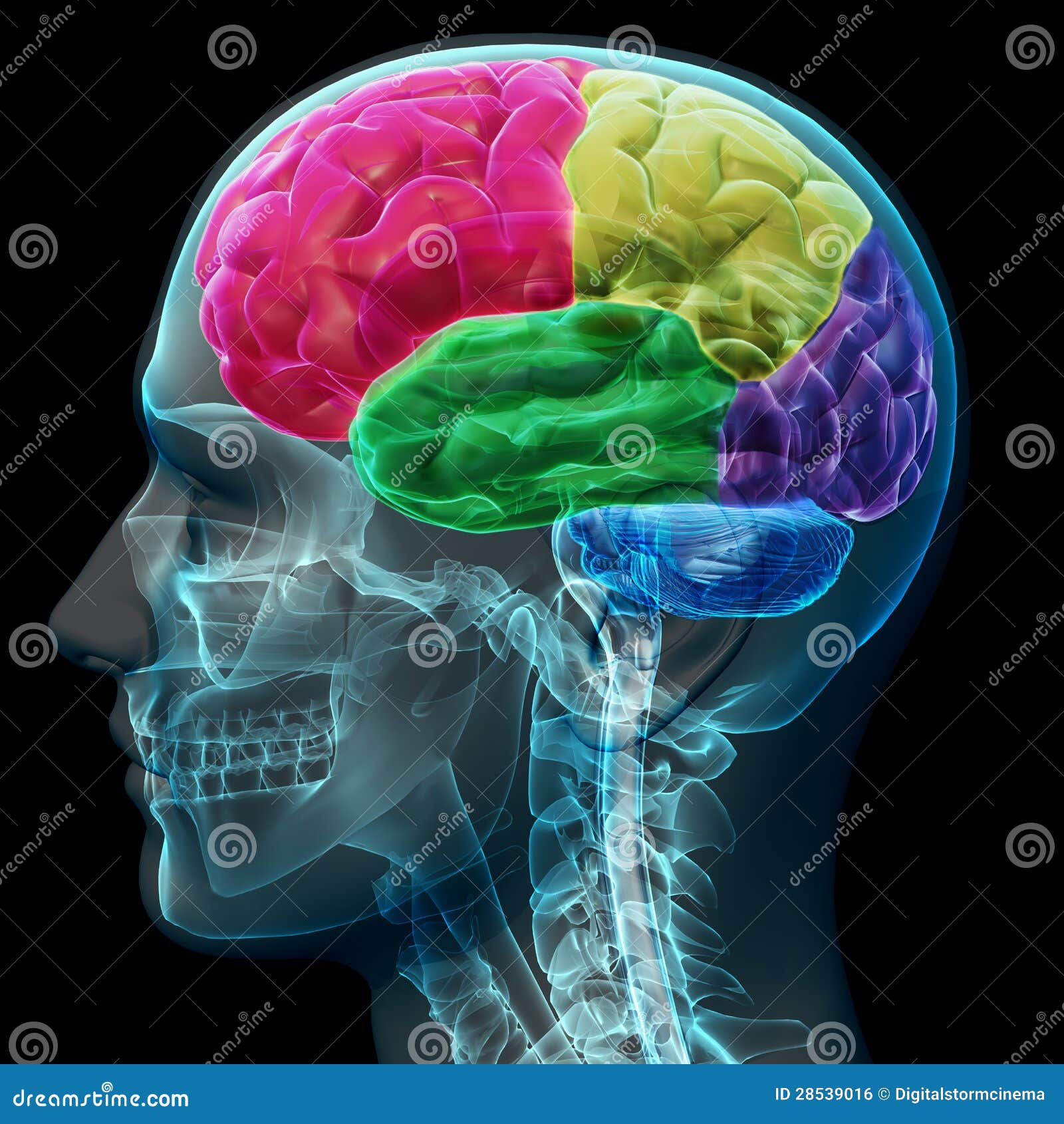 Colored Sections of a Male Human Brain Stock Illustration ... Colored Sections of a Male Human Brain Stock Illustration ...