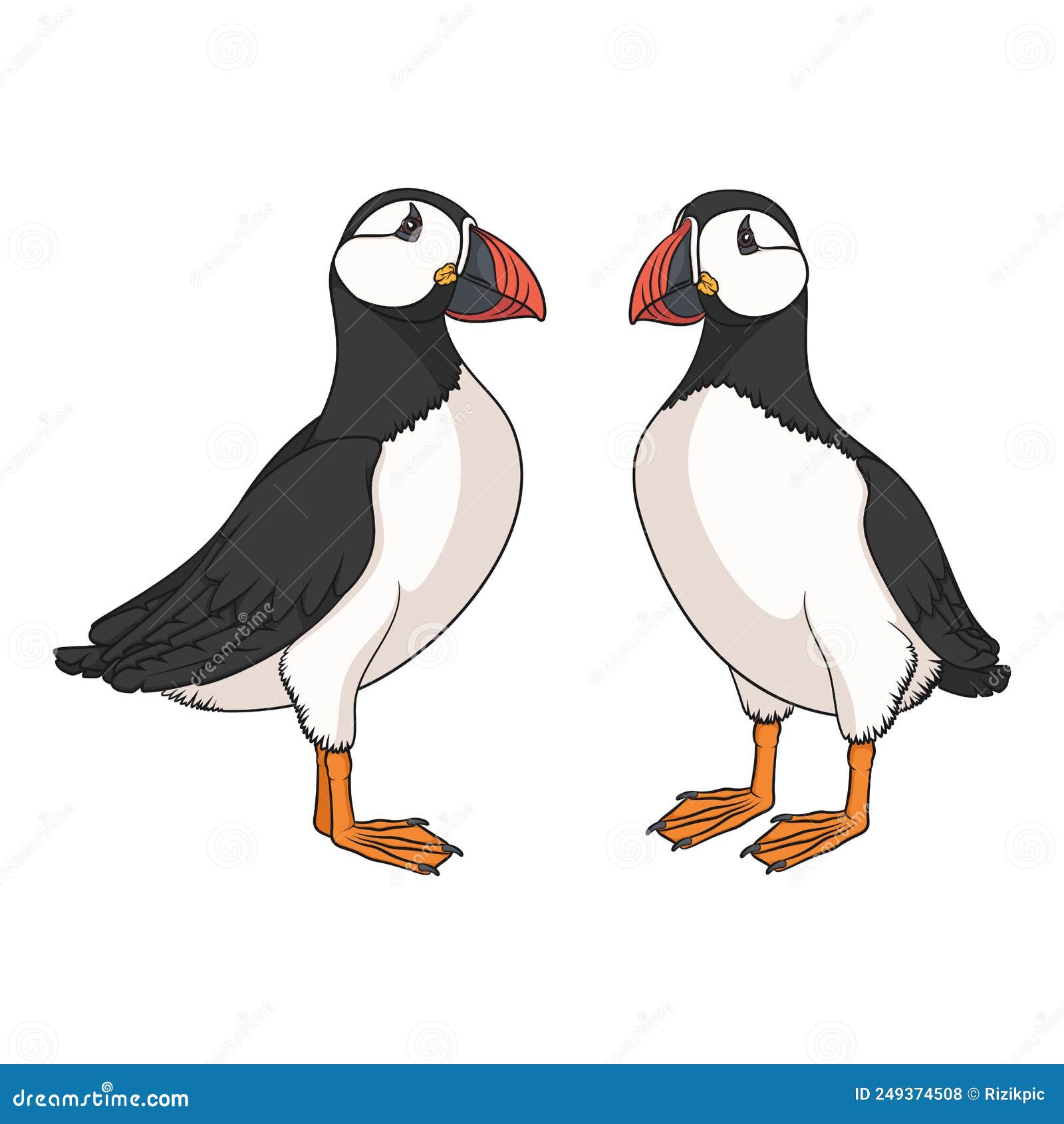 Colored Set Illustrations with Puffin Bird. Isolated Vector Objects ...