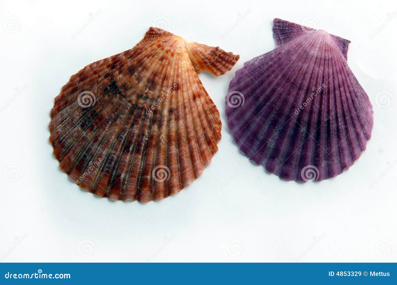 Colored Shells Picture. Image: 4853329