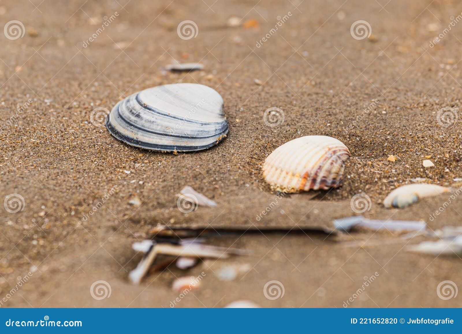 Colored Shells on the Beach Stock Photo - Image of insect, food: 221652820