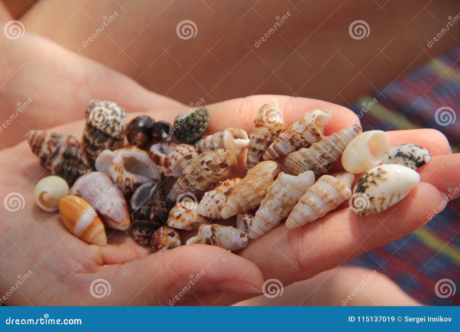 Colored Shells Collected in a Pile Stock Image - Image of isolated ...