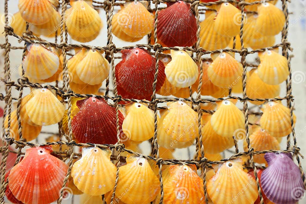 Colored shells stock photo. Image of summer, souvenir - 87372568