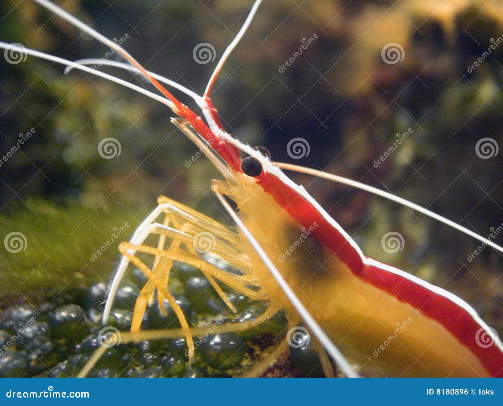 Colored shrimp stock photo. Image of bullock, maritim - 8180896