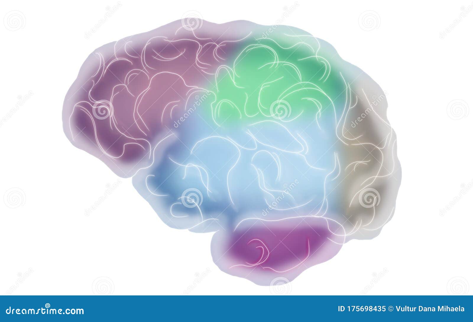 Colored side brain stock illustration. Illustration of colored - 175698435