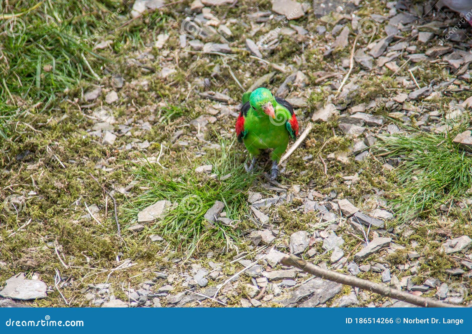 Singing parakeets sit stock photo. Image of birds, ornamental - 186514266