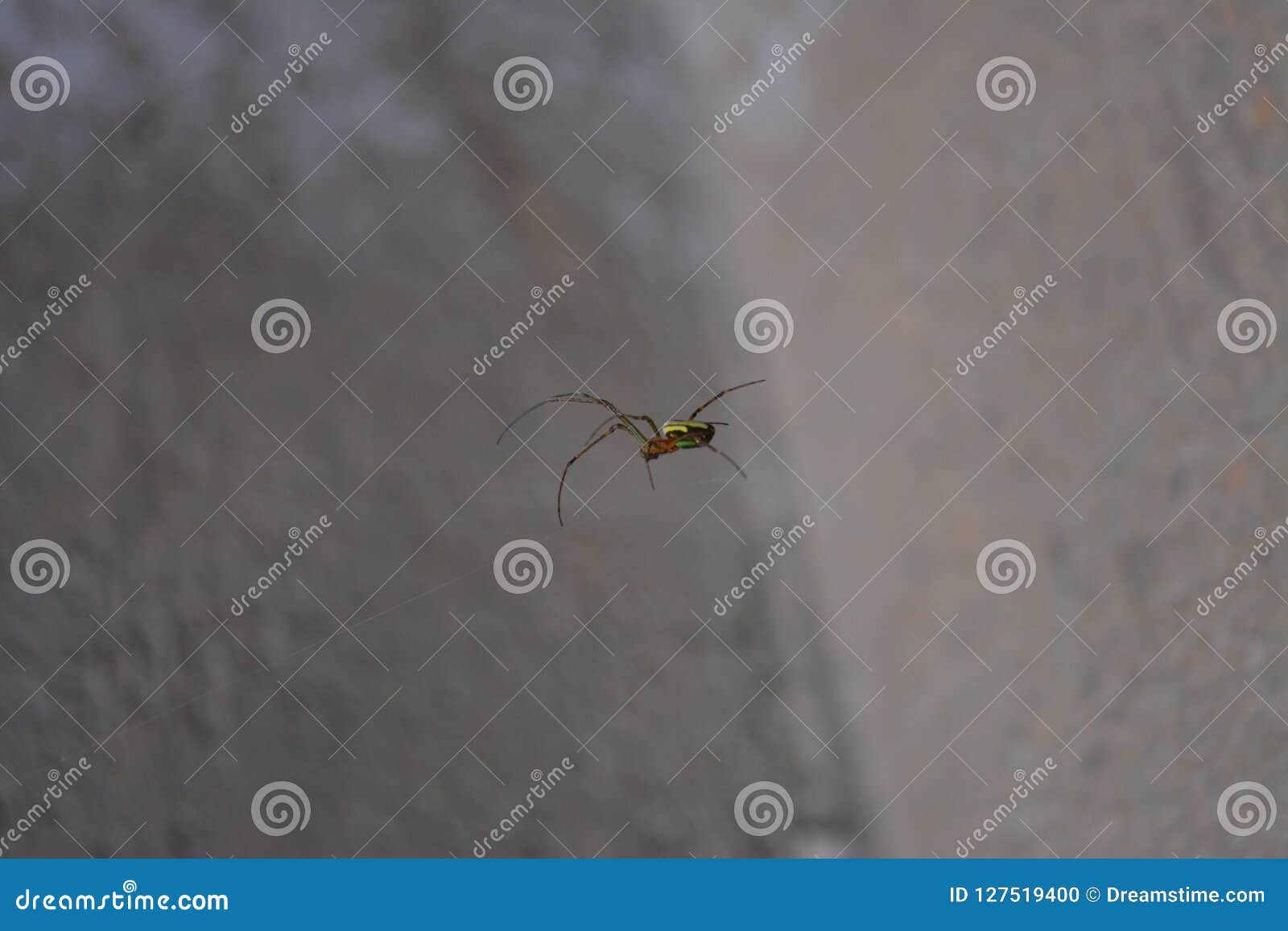 Colored spider stock photo. Image of insect, chinese - 127519400