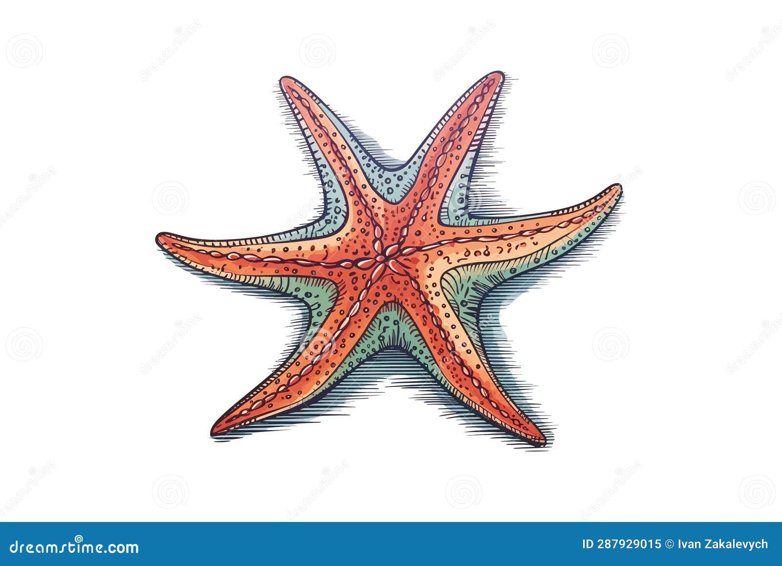 Colored Starfish Hand Drawn Sketch. Vector Illustration Design Stock ...