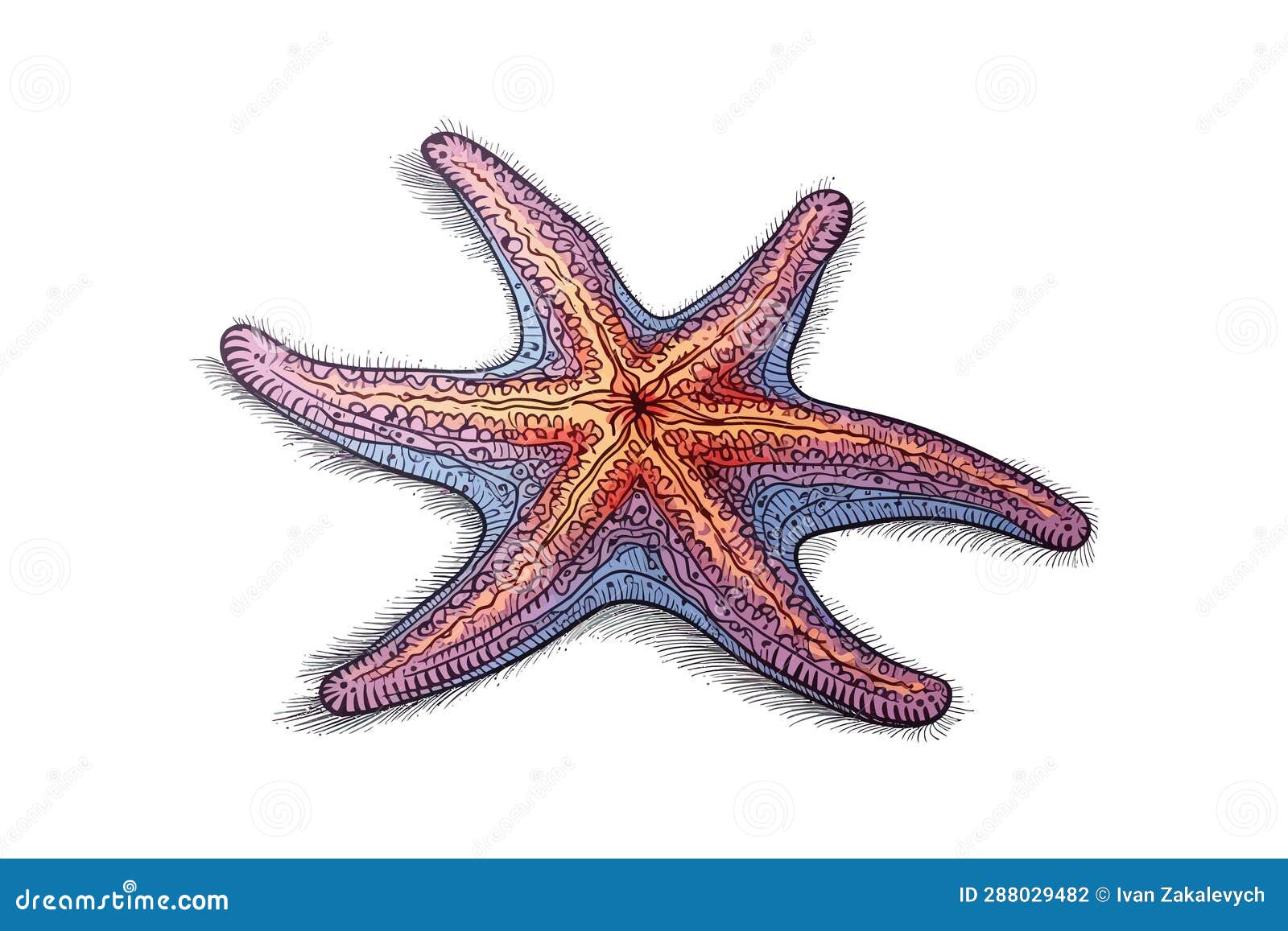 Colored Starfish Hand Drawn Sketch. Vector Illustration Design Stock ...