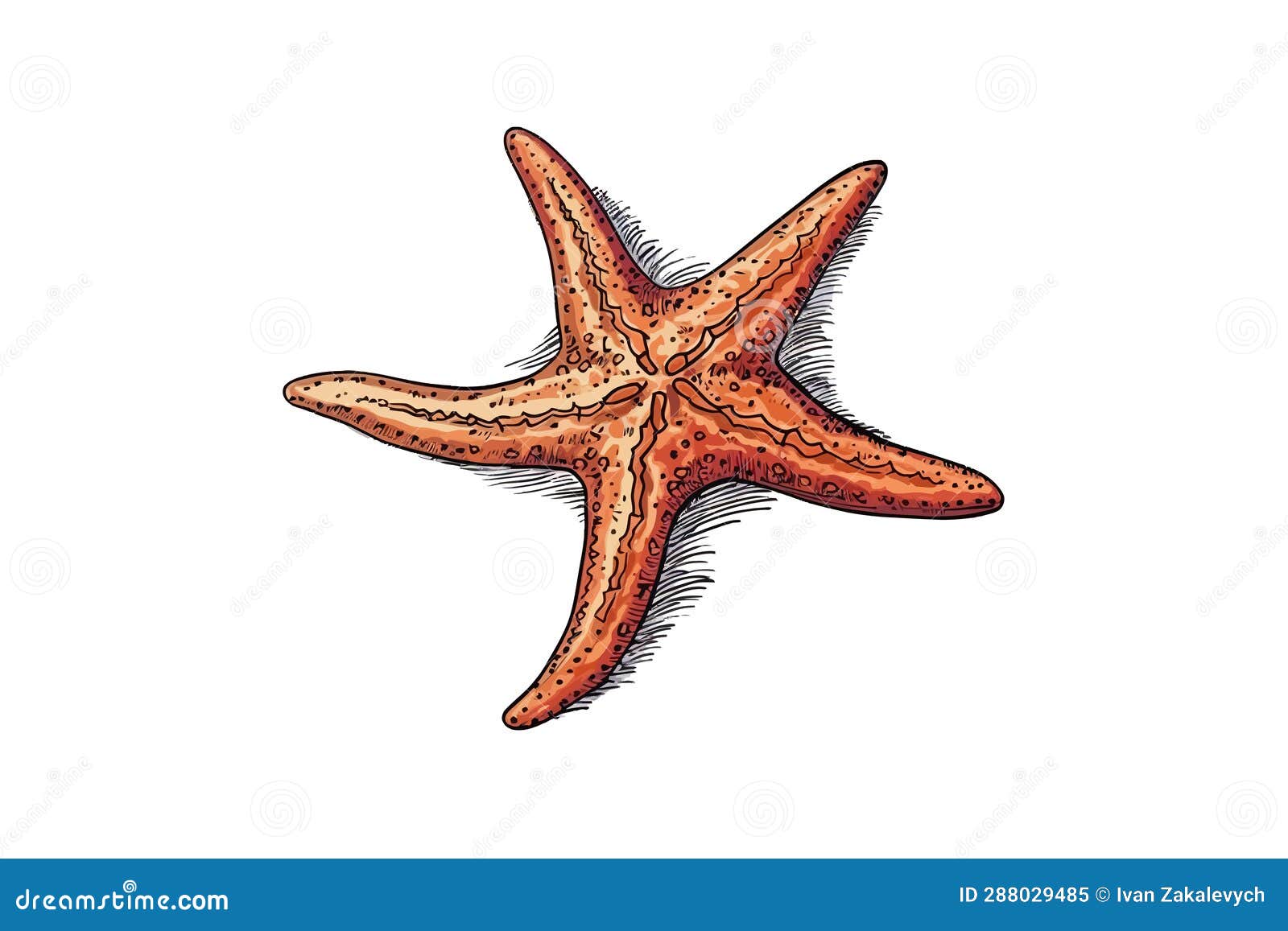 Colored Starfish Hand Drawn Sketch. Vector Illustration Design Stock ...