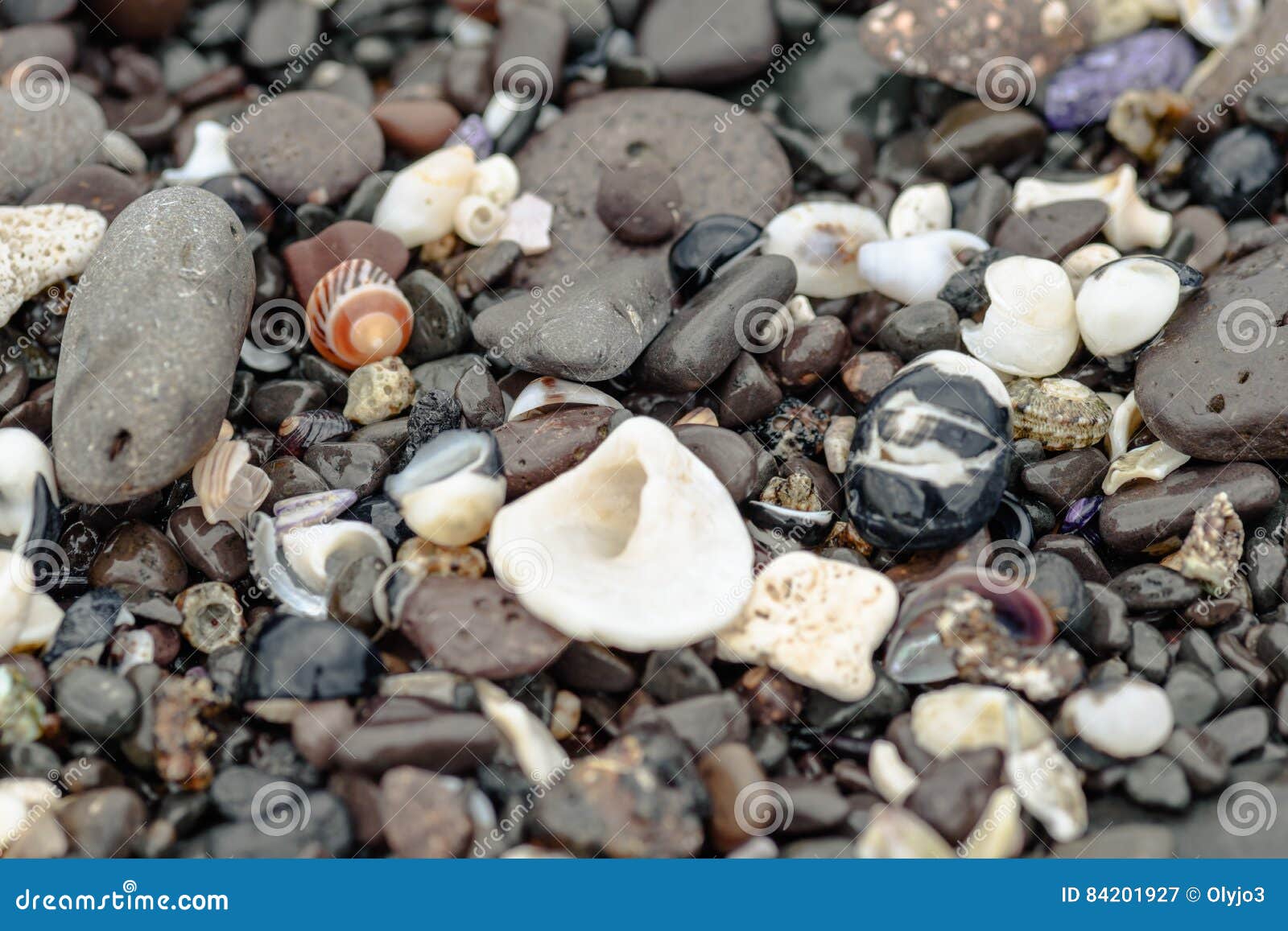 Colored Stones Shells and Seaweed on the Shore Stock Image - Image of ...