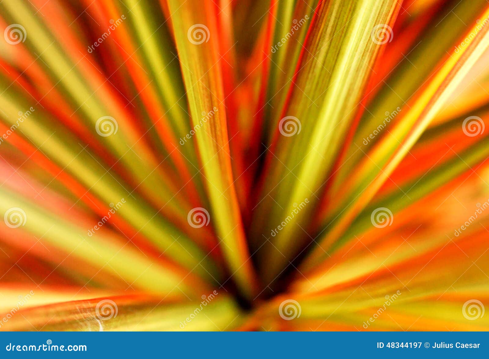Colored Straight Leaves stock image. Image of lovely - 48344197