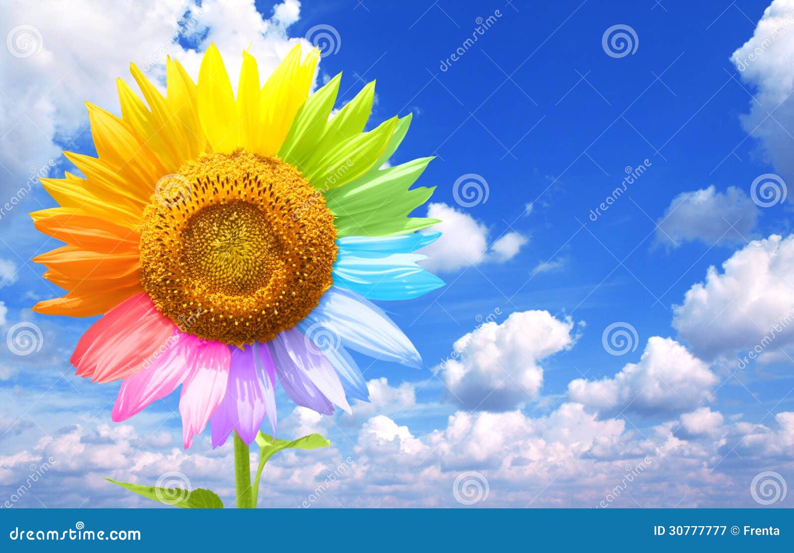 Colored sunflower stock illustration. Illustration of creativity - 30777777