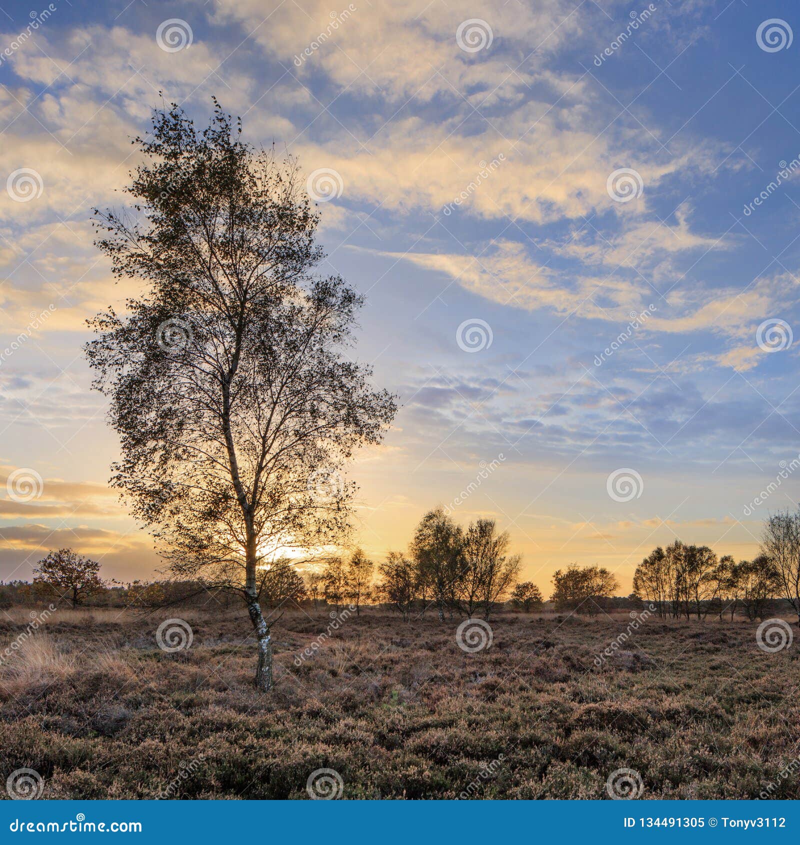 Colored Sunset with Dramatic Clouds, Regte Heide, the Netherlands Stock ...
