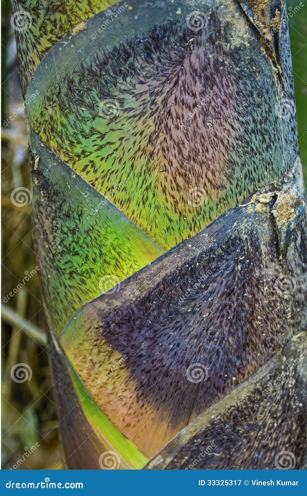 Colored and Textured Bamboo Stock Image - Image of tree, bamboo: 33325317