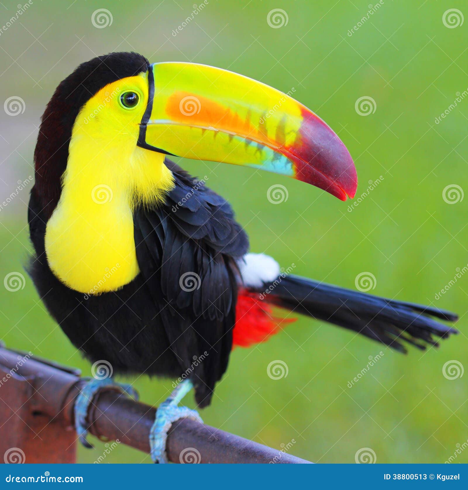 Colored Toucan. Keel Billed Toucan Stock Image - Image of africa, beak ...