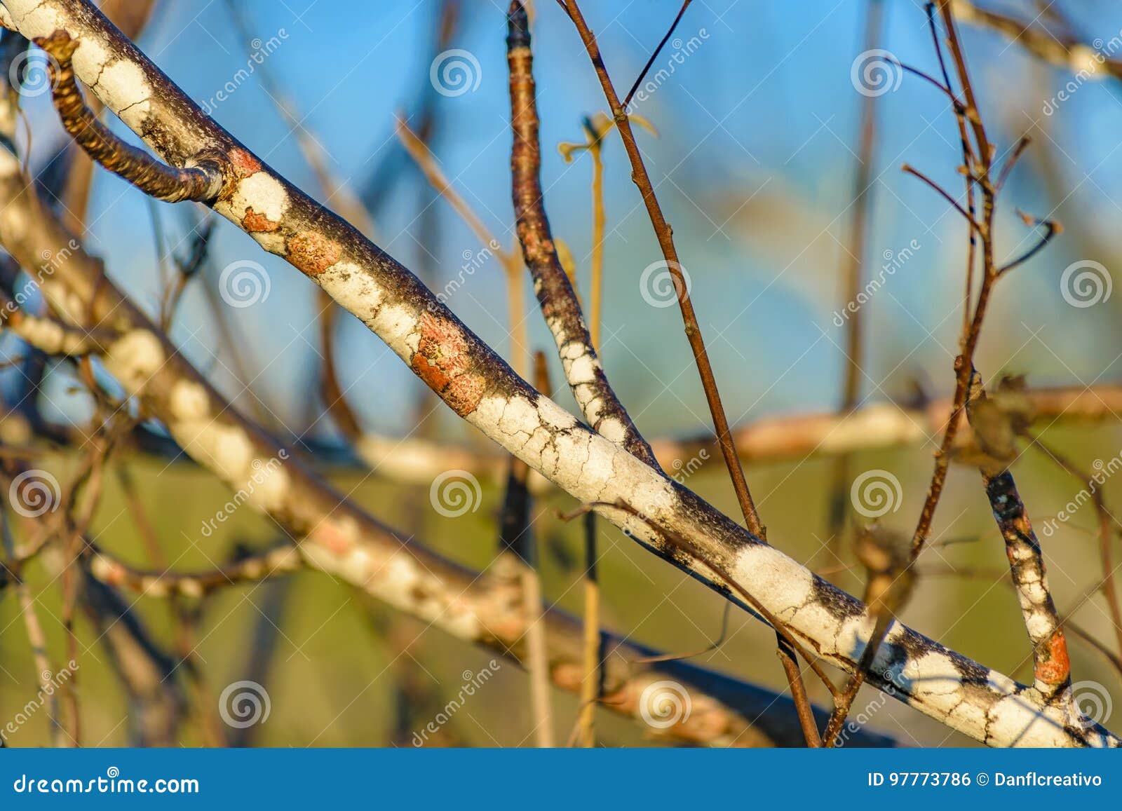 Colored Tree Branches Closeup Stock Photo - Image of closeup, pattern ...