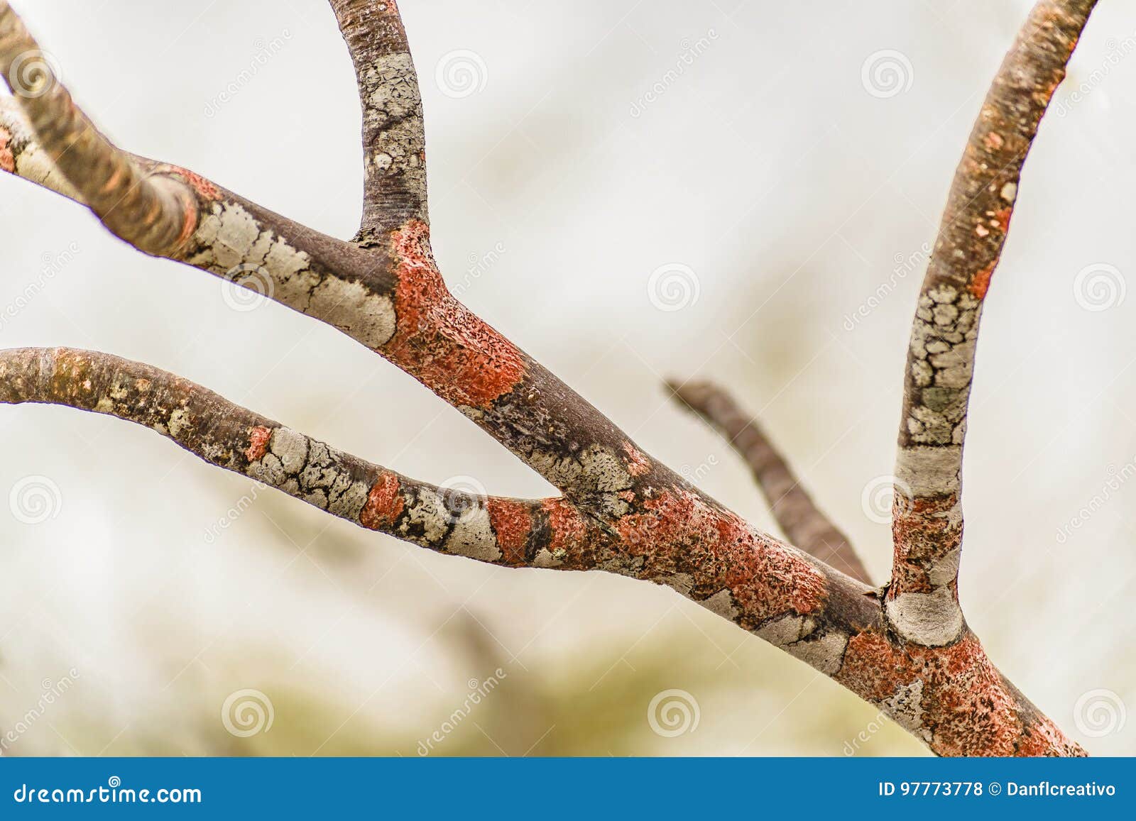 Colored Tree Branches Closeup Stock Photo - Image of background, trunk ...