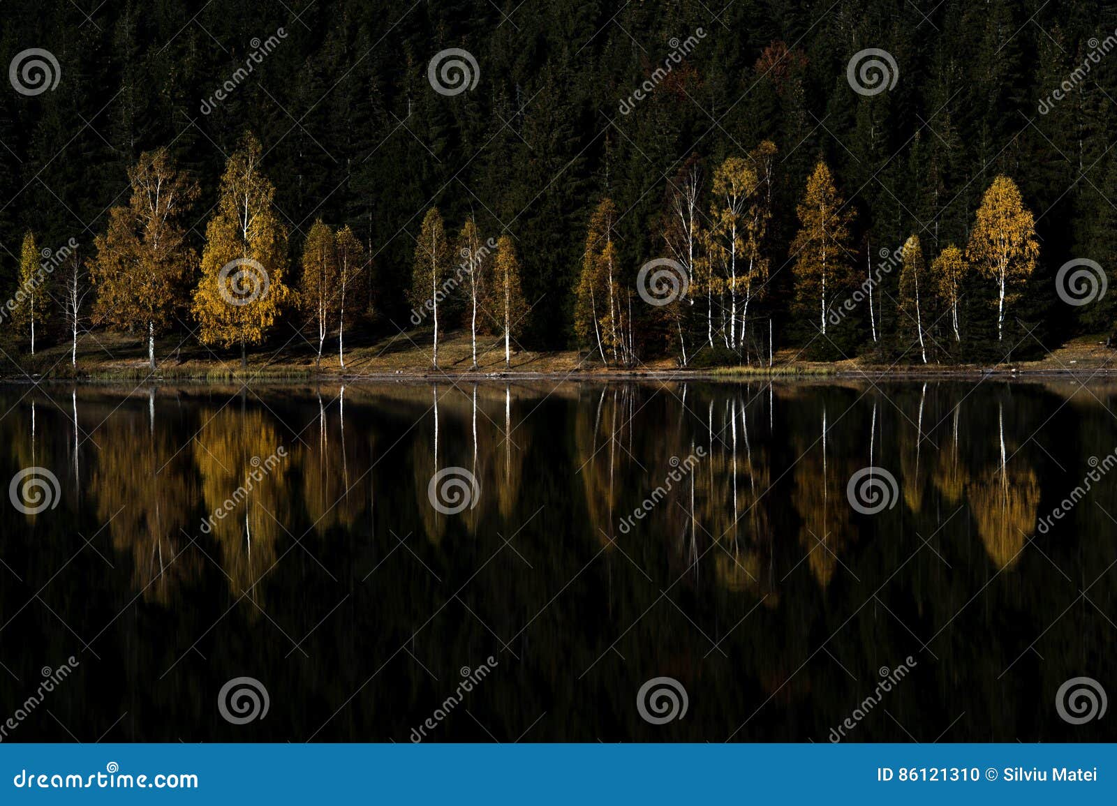 Colored Tree Reflection in a Mountain Lake Stock Photo - Image of color ...