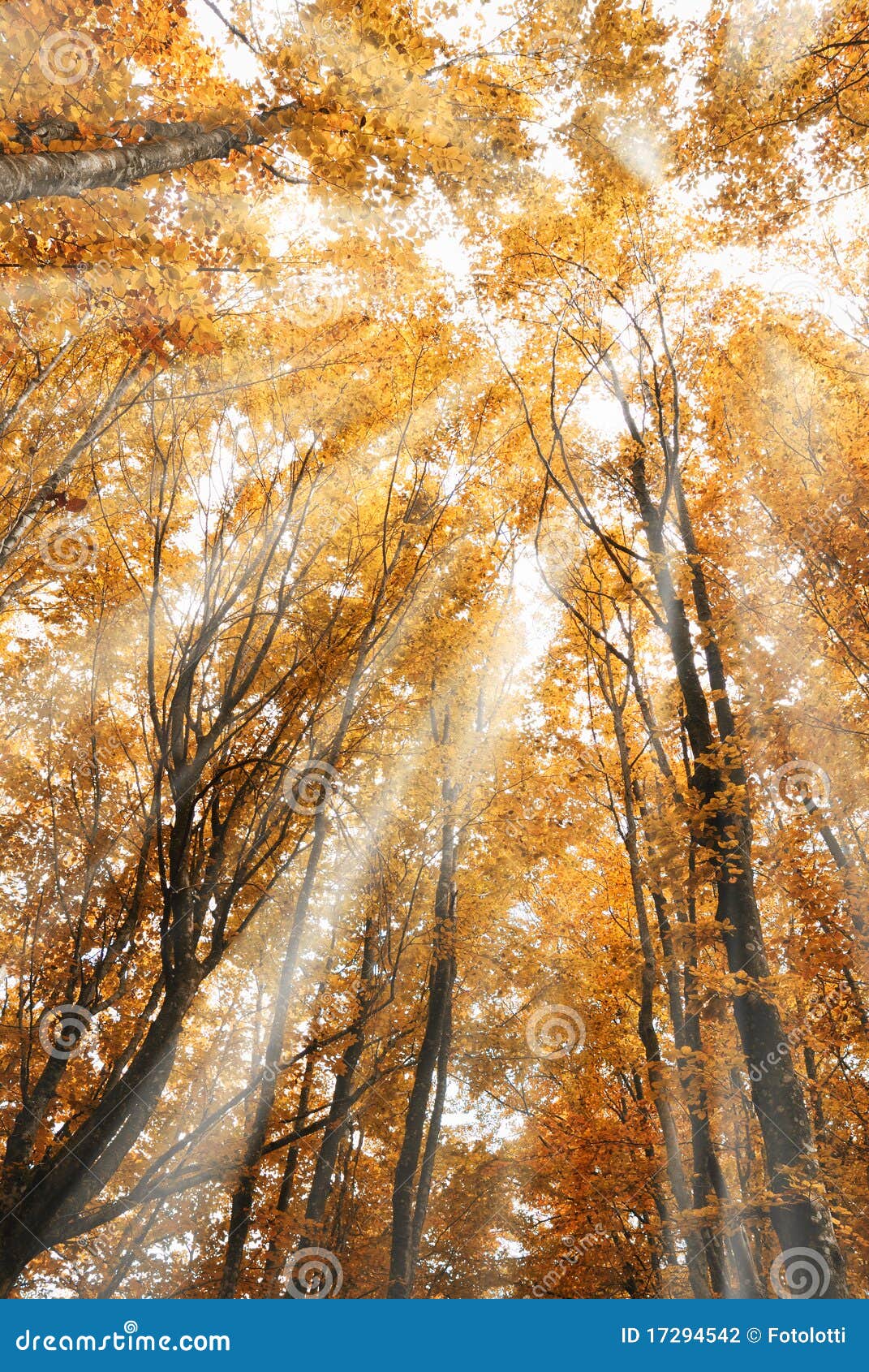 Colored trees stock photo. Image of landscape, open, weather - 17294542