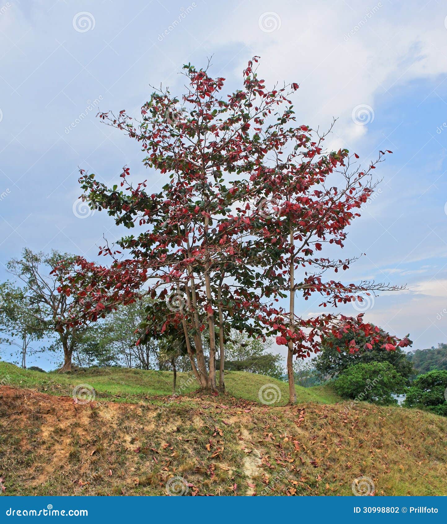 Colored trees in Uganda stock photo. Image of natural - 30998802
