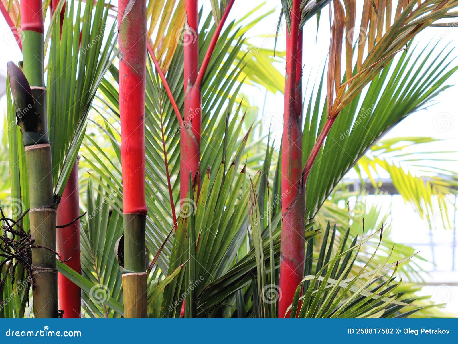 Colored Tropical Plants and Berries Stock Photo - Image of nature ...