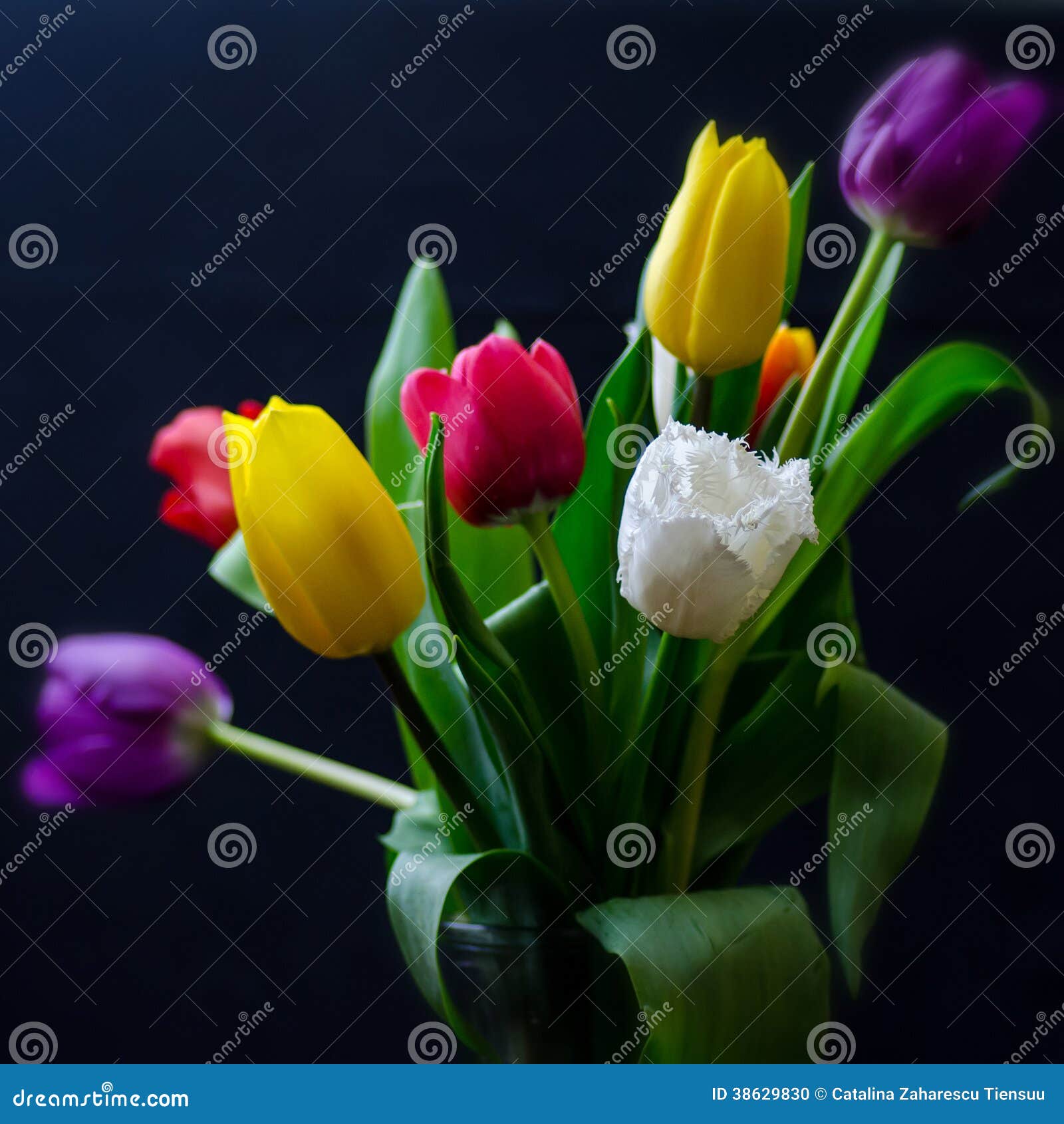Colored tulips stock photo. Image of purple, liliaceae - 38629830