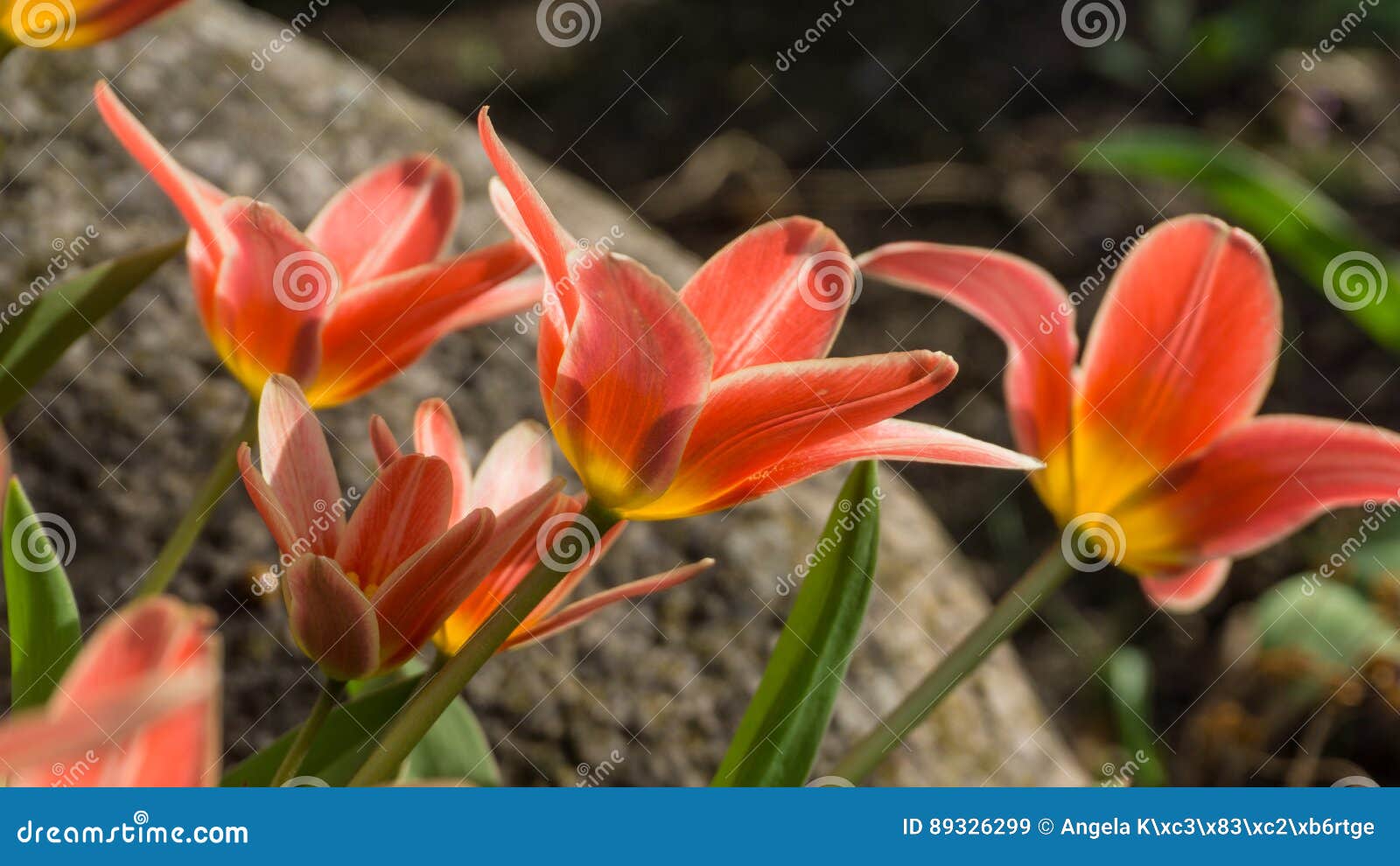 Colored Tulips with Field Stones Stock Image - Image of stones ...