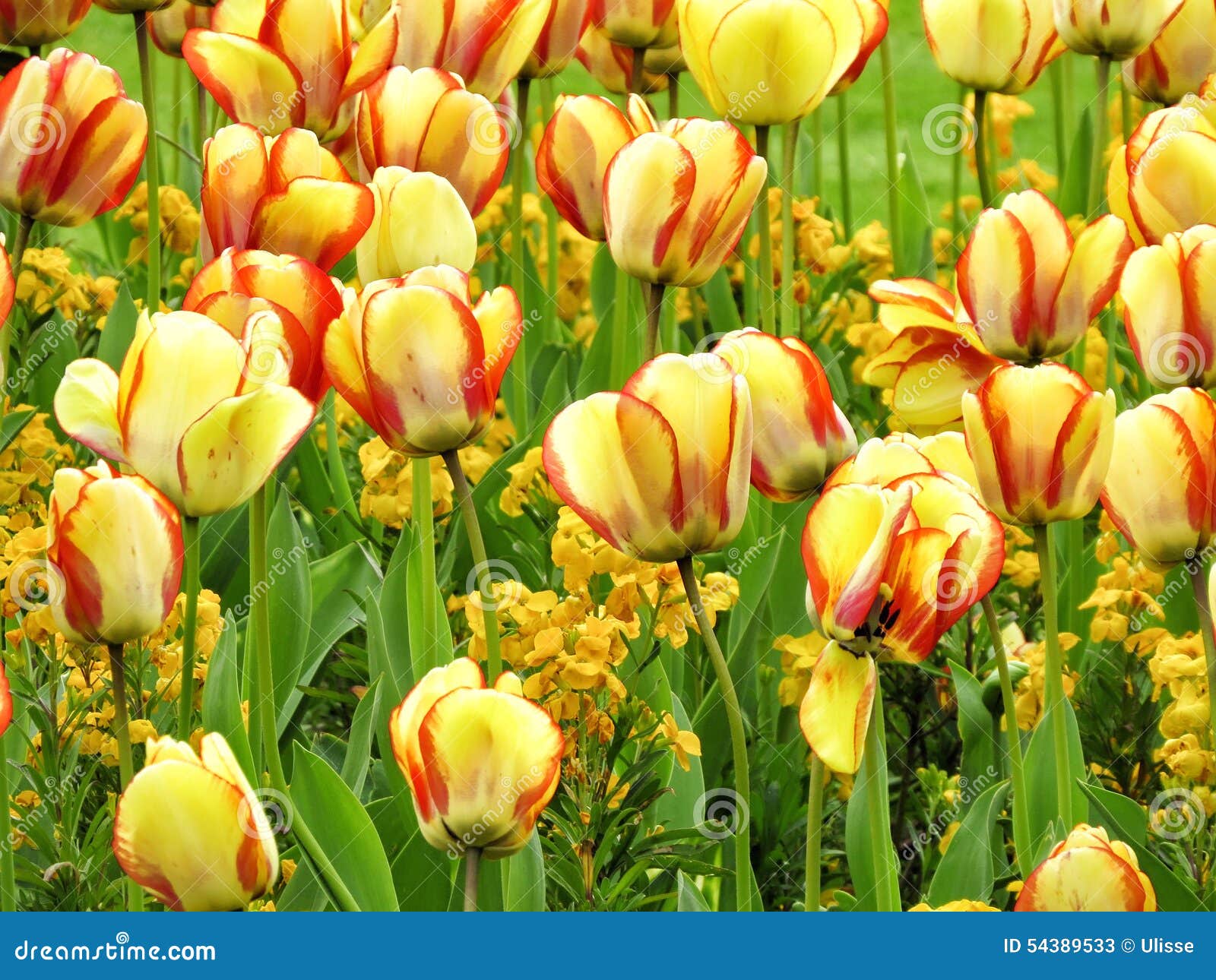 Colored tulips stock image. Image of elegant, nature - 54389533