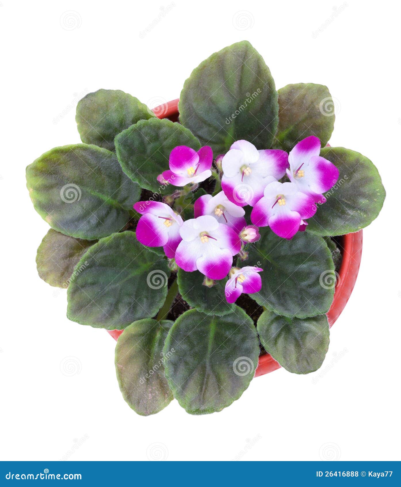 Colored Violet in a Pot. Top View Stock Photo - Image of center ...