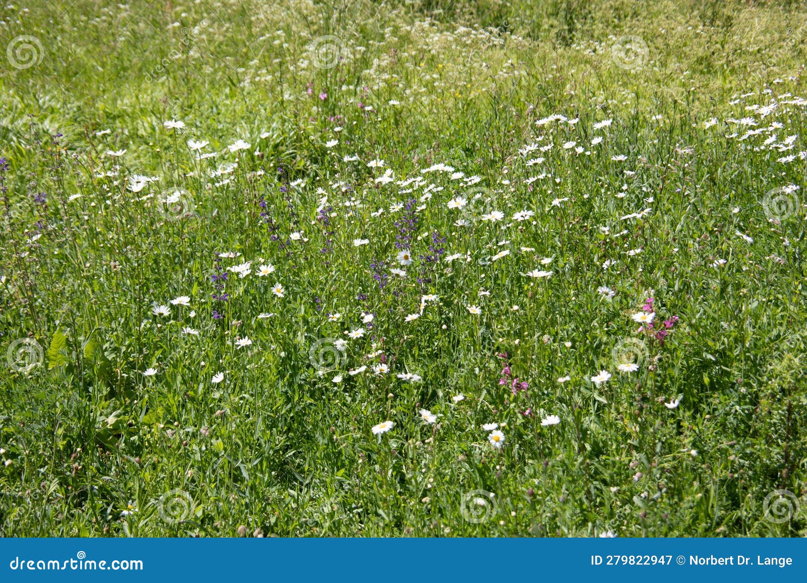 Colored wildflowers stock image. Image of summer, outside - 279822947