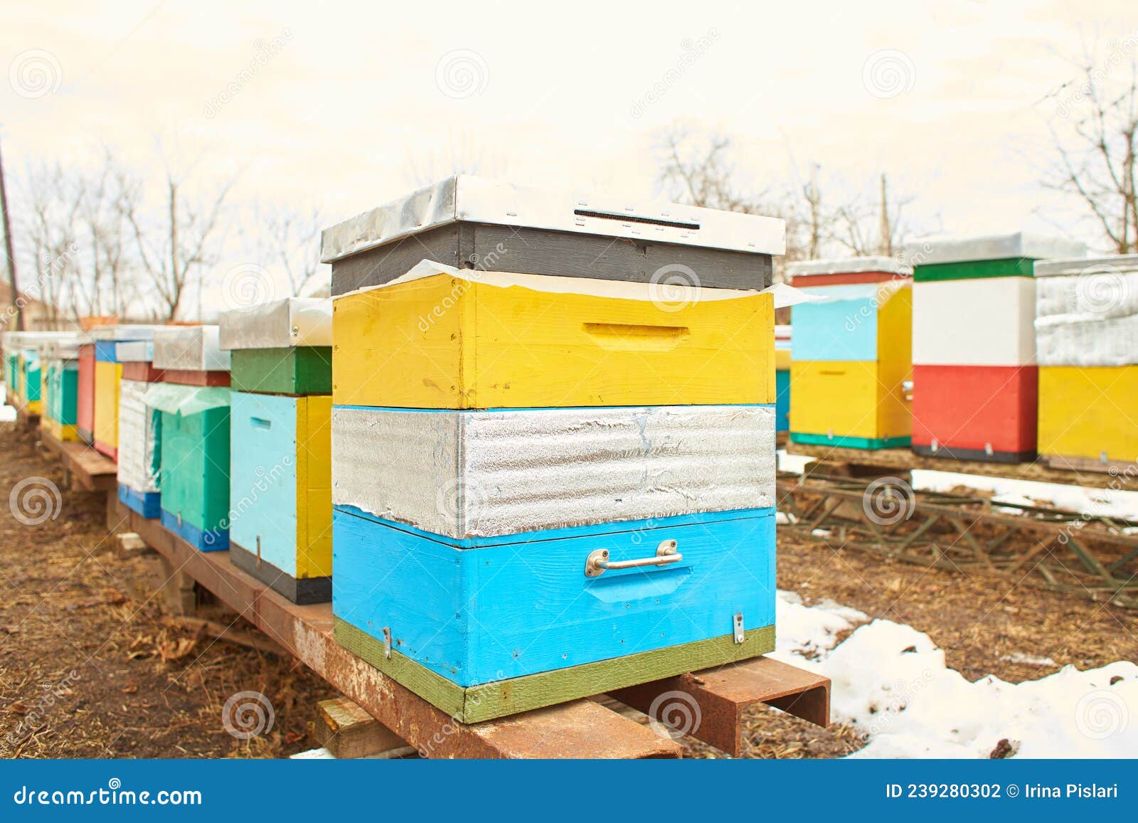Colored Wooden Bee Hives in Winter Stock Photo - Image of multicolor ...