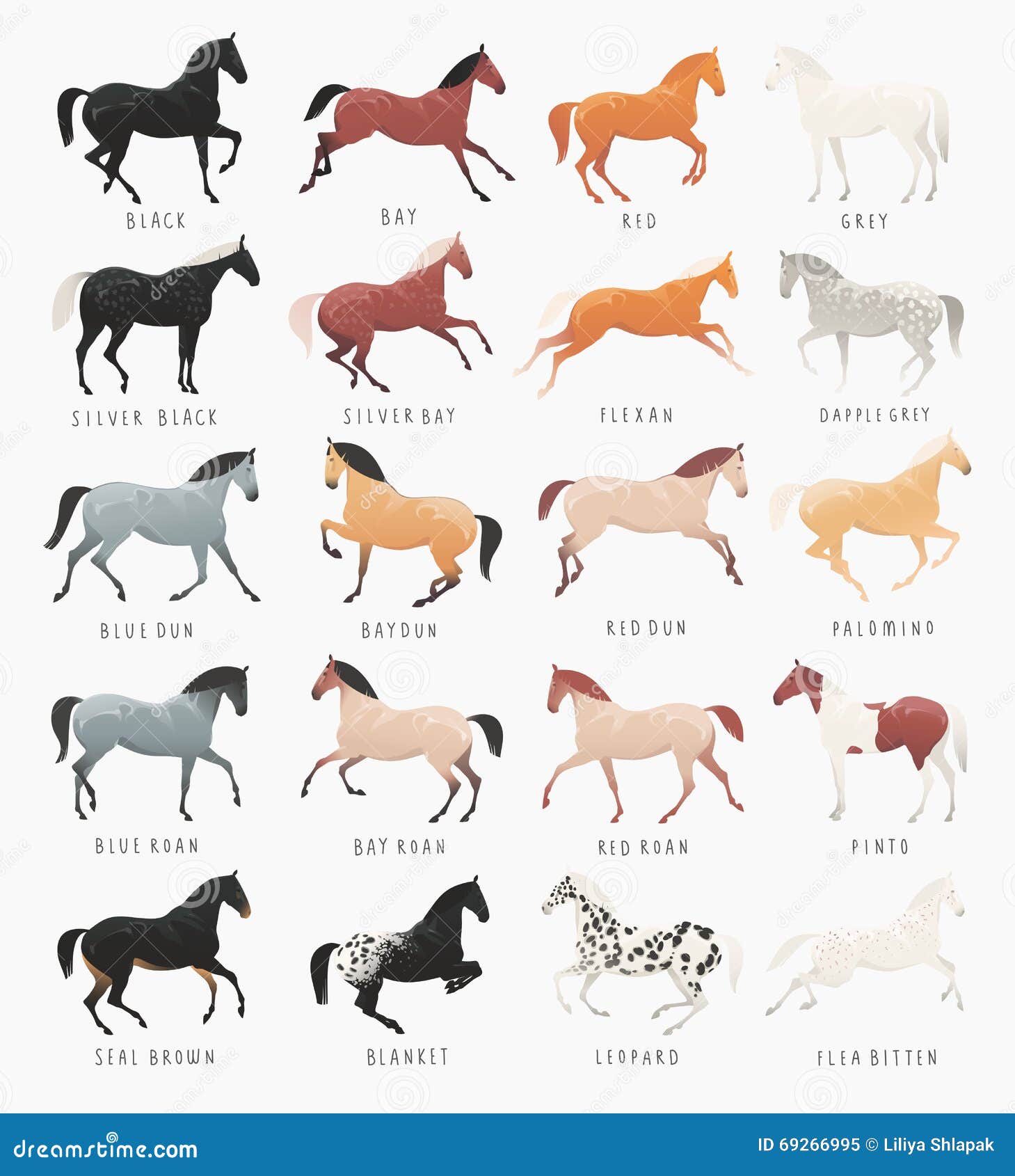Colores Comunes De La Capa Del Caballo Ilustración del Vector ...