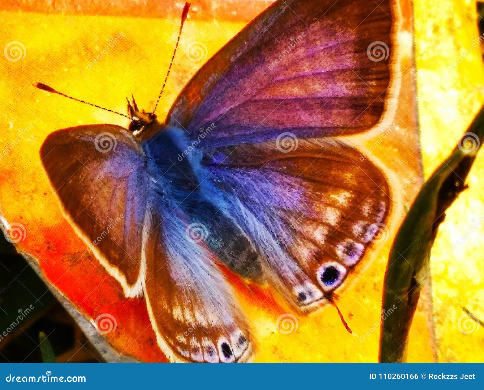 Colores De La Mariposa Redefinidos Foto de archivo - Imagen de mariposa ...