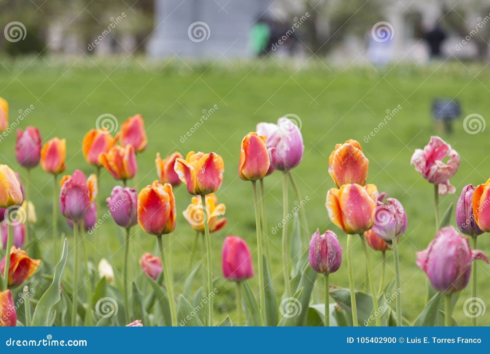 Colores de la primavera foto de archivo. Imagen de cubo - 105402900