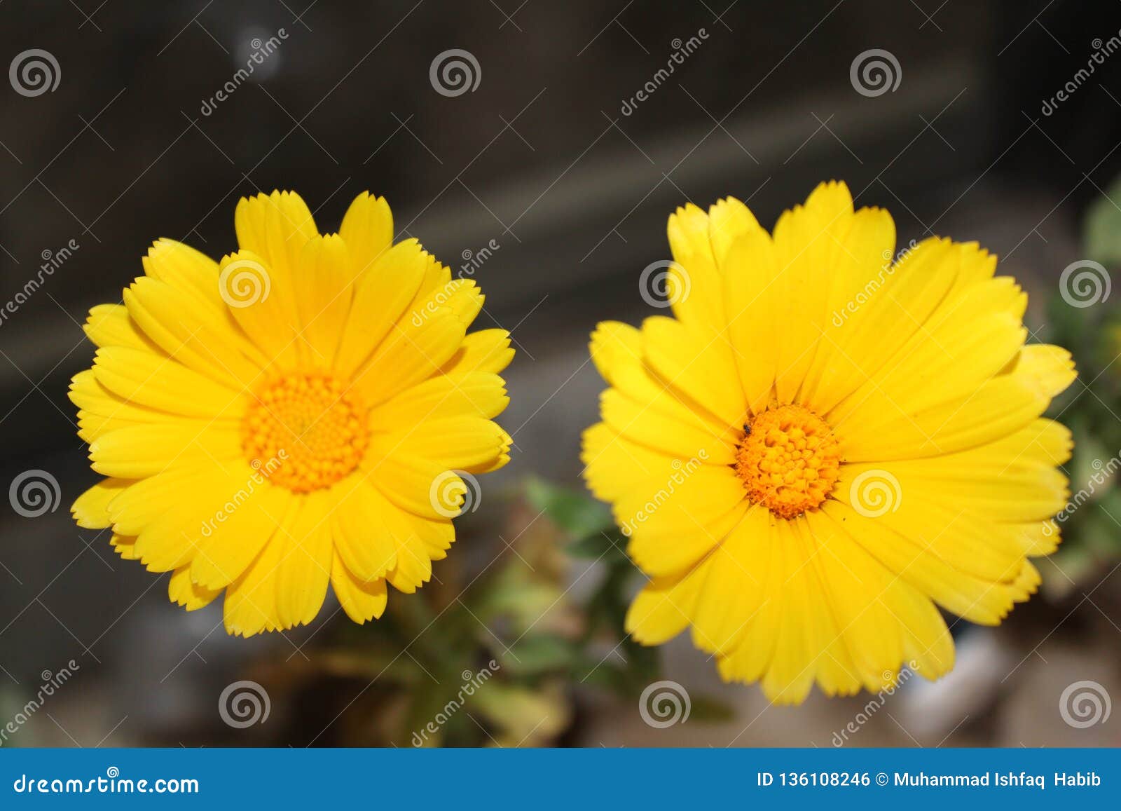 Colores de la primavera foto de archivo. Imagen de fresco - 136108246